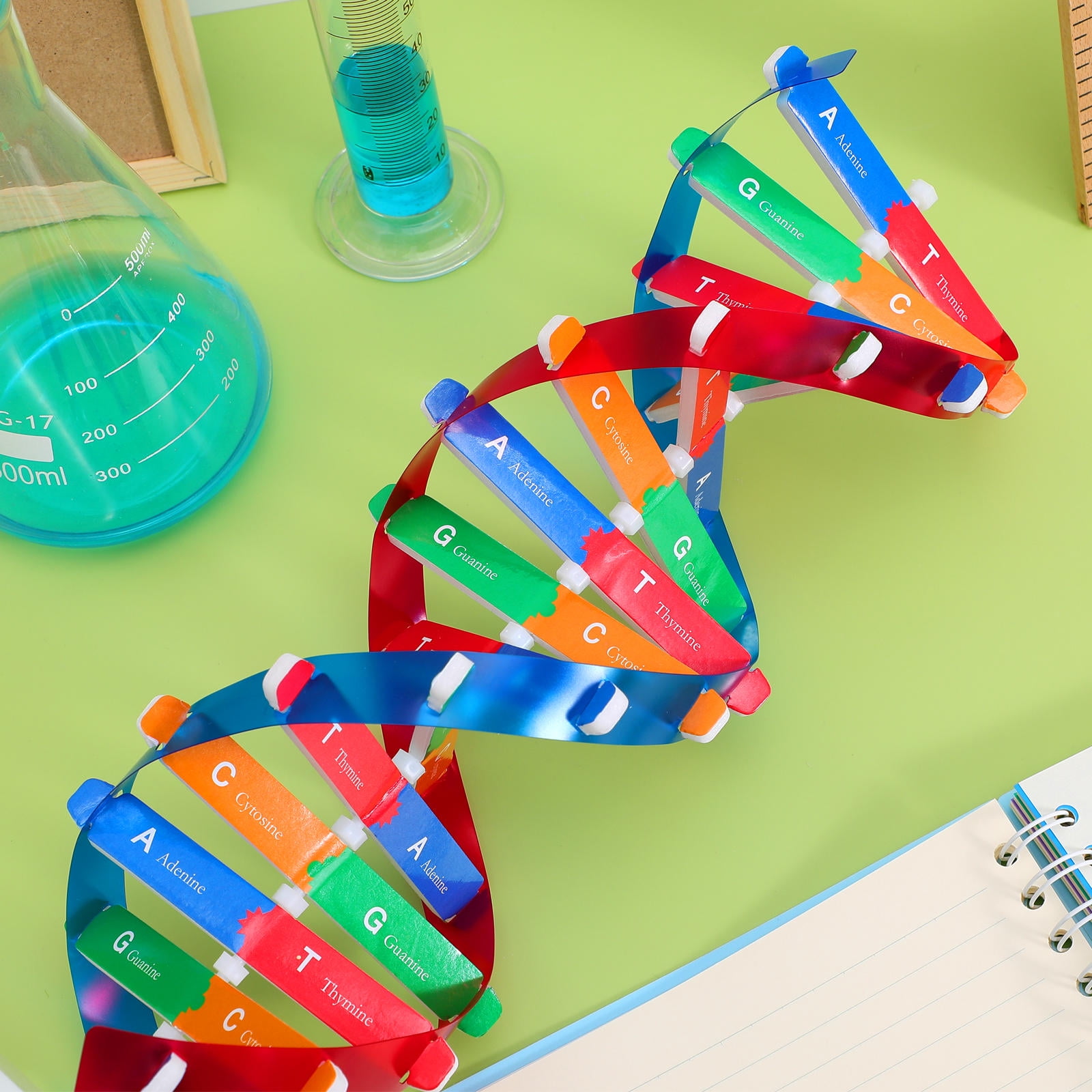 ELAYARD Observation Training Self Assembling DNA Display Stand Double ...