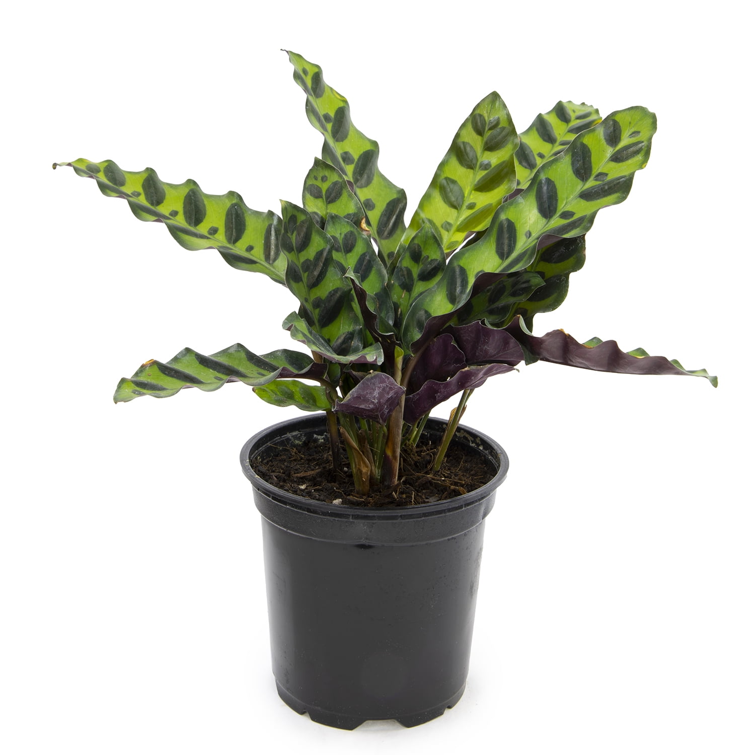 ELEMENT BY ALTMAN PLANTS 4.25" Calathea Plant Live Prayer Plant Live ...
