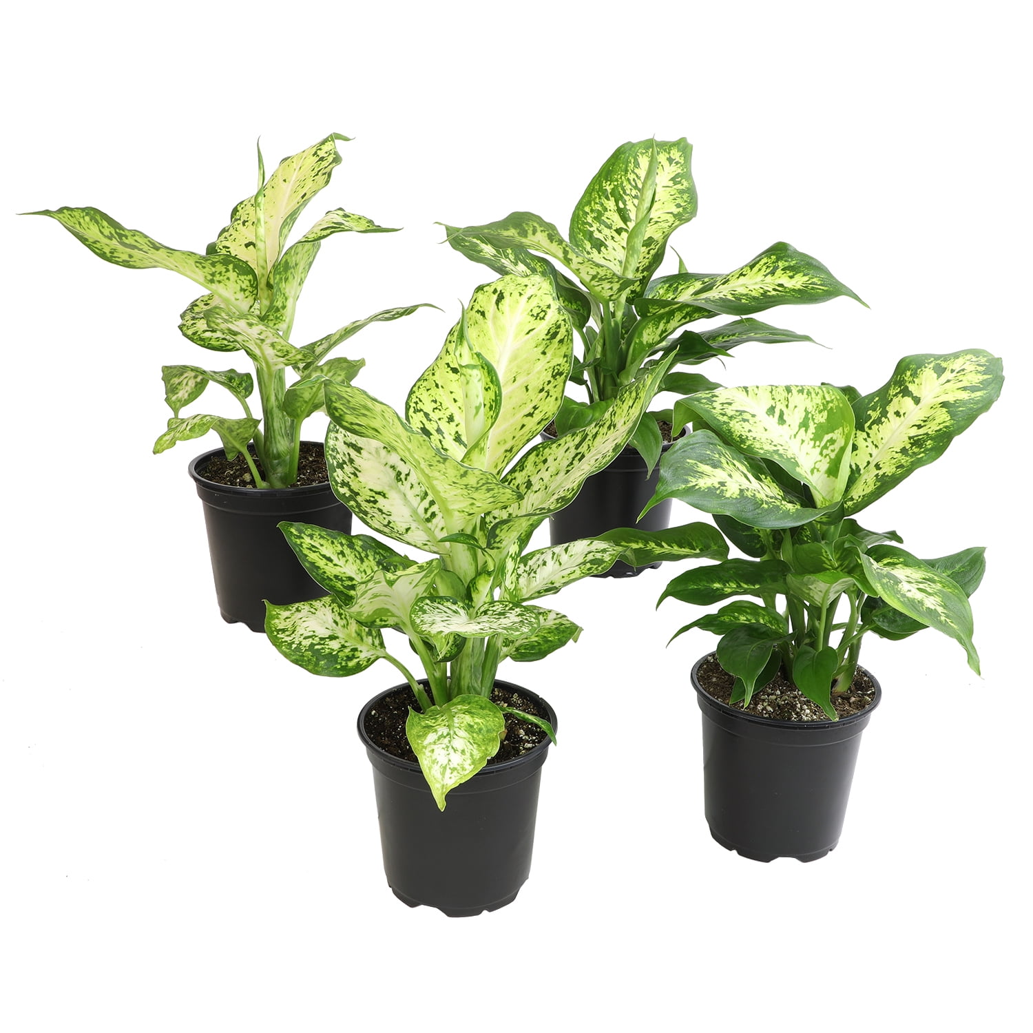 ELEMENT BY ALTMAN PLANTS 4 PACK OF 4.25" Dieffenbachia Live Plant, Dumb ...
