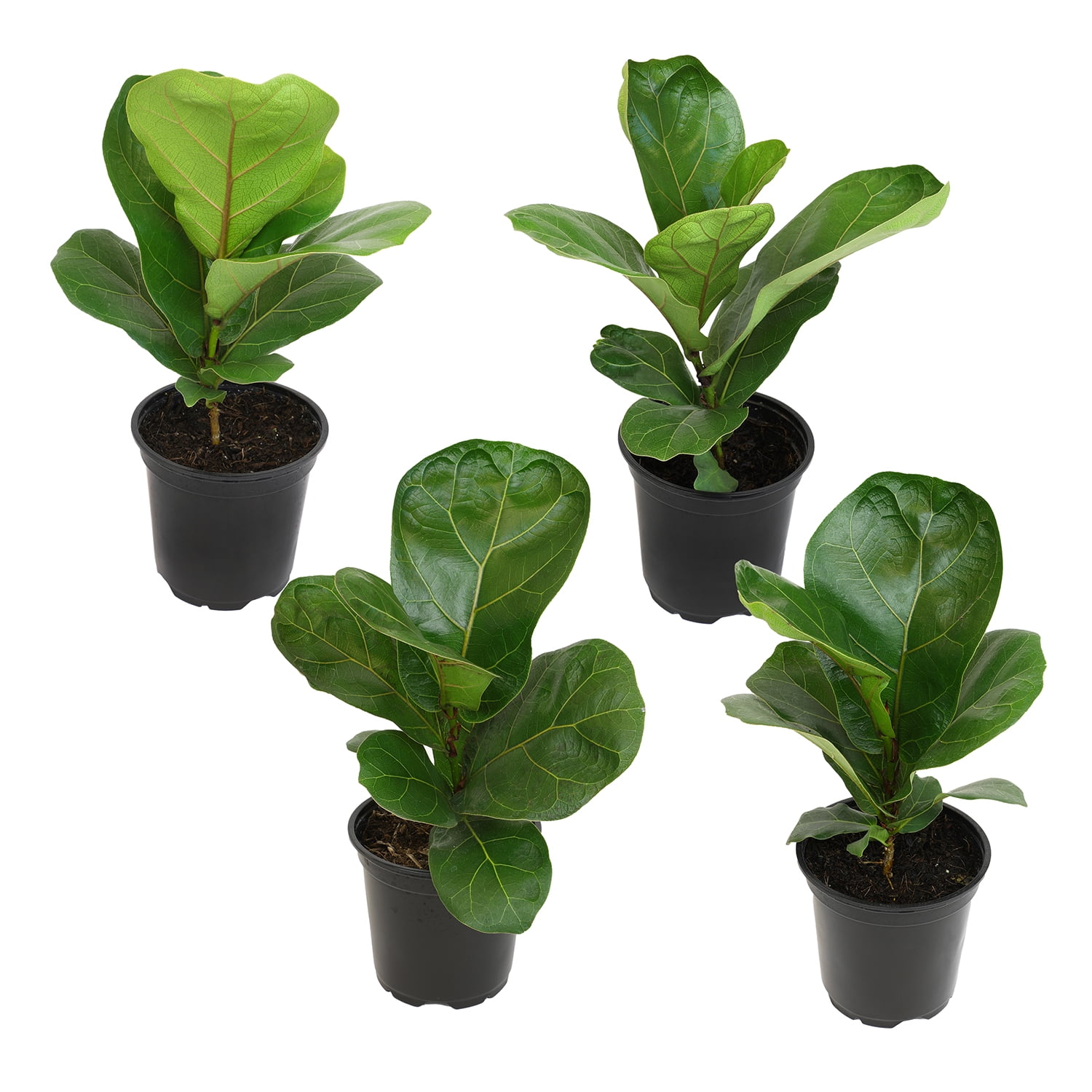 ELEMENT BY ALTMAN PLANTS 4 PACK OF 4.25" Ficus Lyrata Fiddle Leaf Fig ...