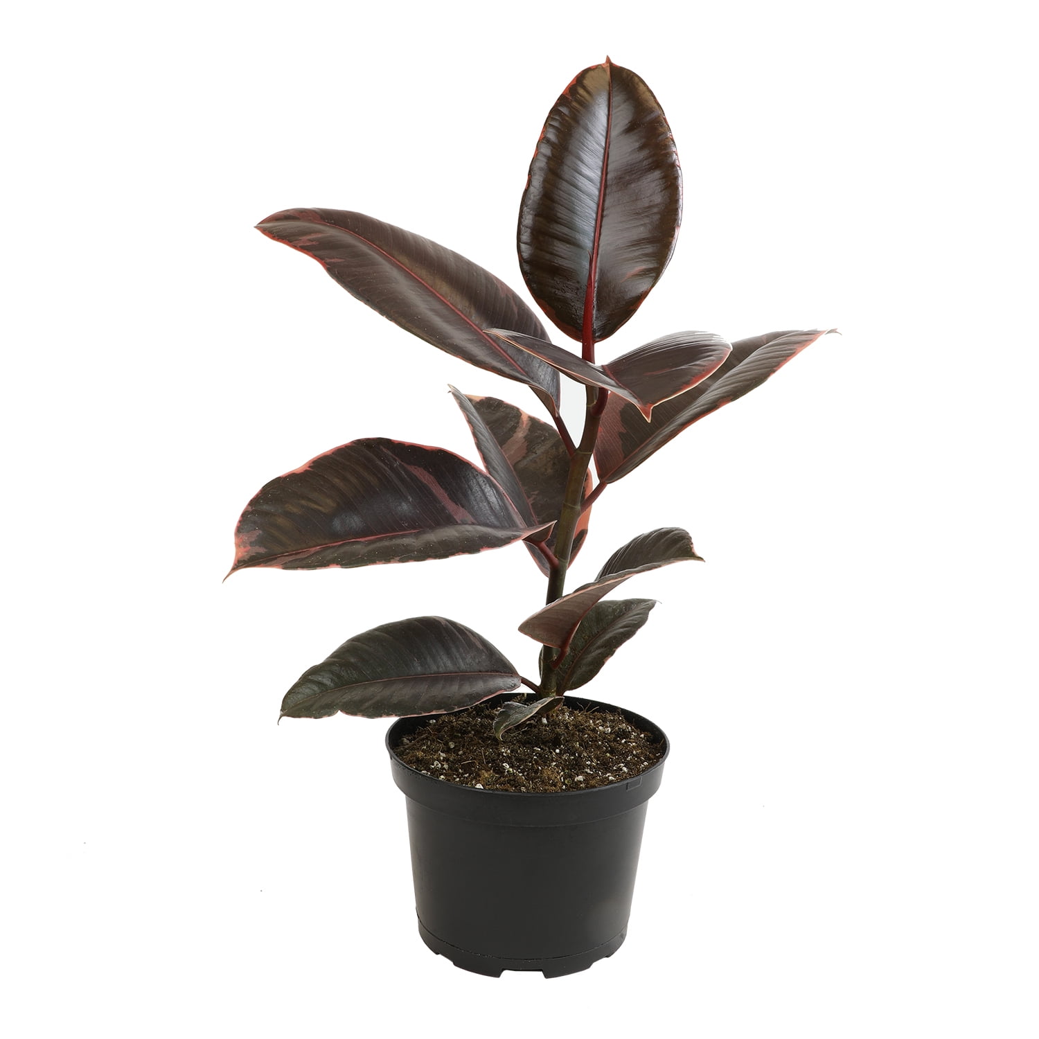 ELEMENT BY ALTMAN PLANTS 6" Ficus Ruby, Variegated Rubber Plant, Real House Plants, Desk Plants ...