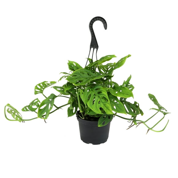 Monstera Plants in Indoor Plants - Walmart.com
