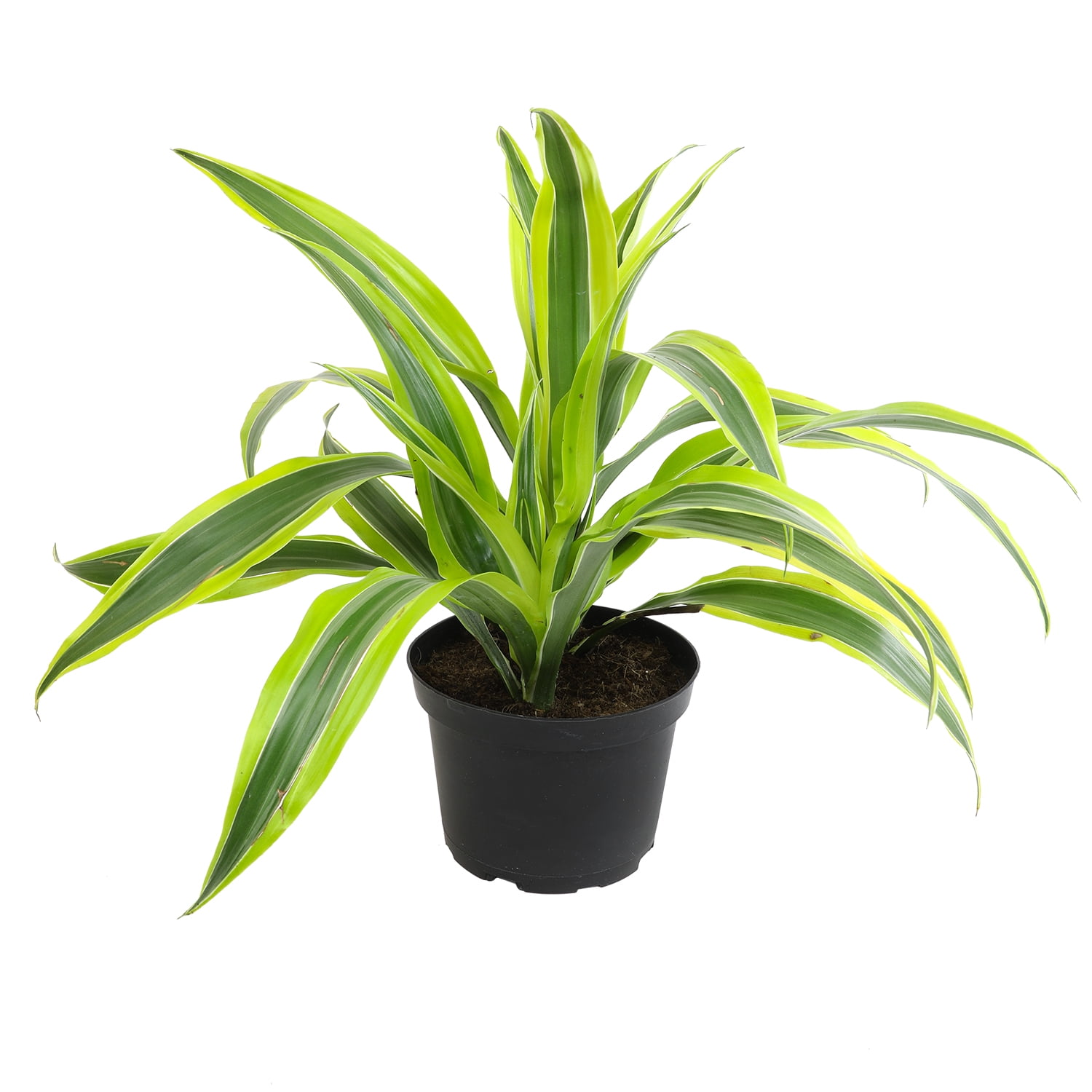ELEMENT BY ALTMAN PLANTS 6" Dracaena, Dragon Tree Easy Plant, Real ...