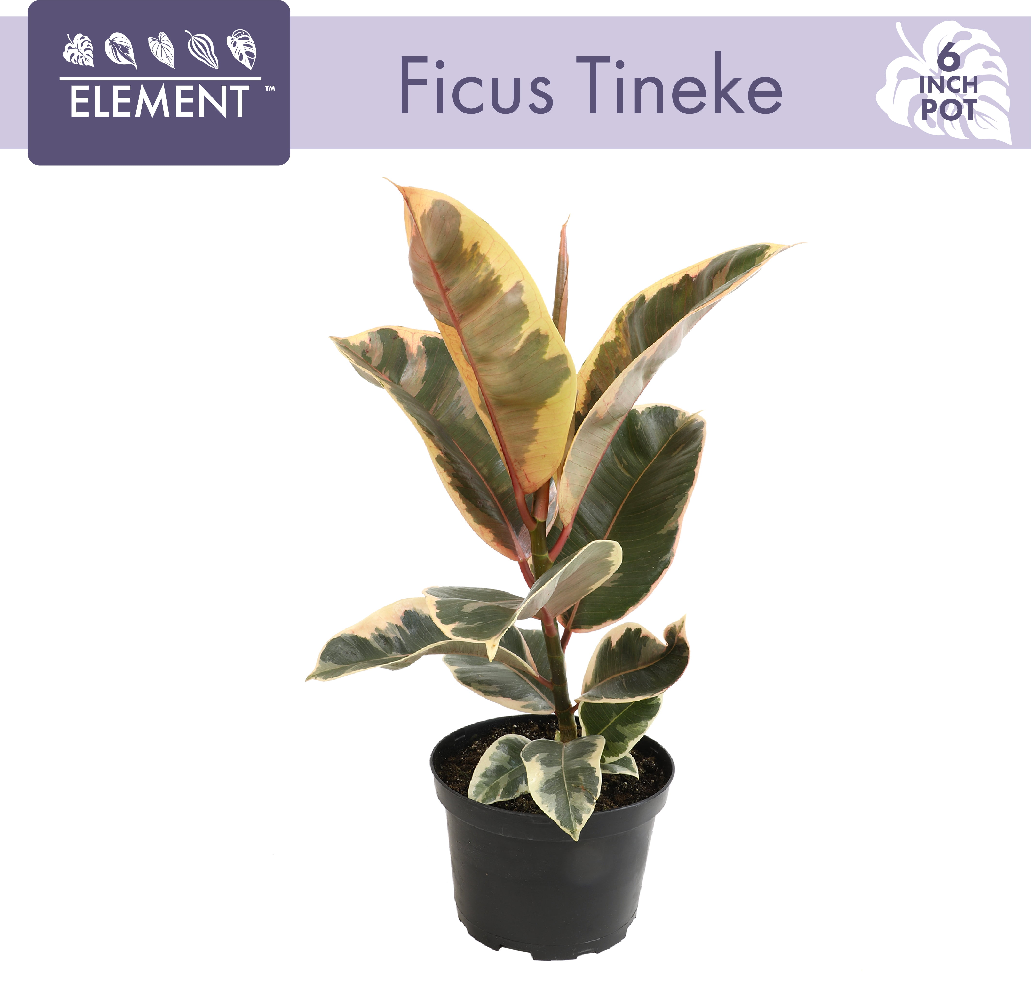 ELEMENT BY ALTMAN PLANTS 6" Ficus Tineke, Variegated Rubber Plant, Real ...