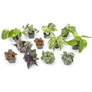 "Live Mini Indoor Terrarium & Fairy Garden Plants - 8 Plants in 2 ...