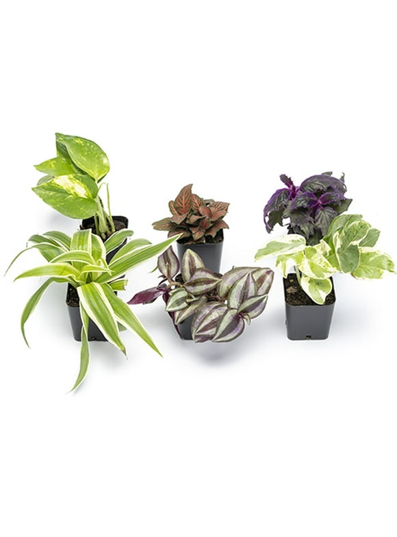 Indoor Plants in Live Plants - Walmart.com