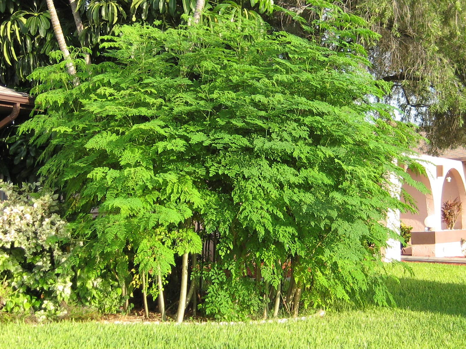 ENDLESS FOREST FARMS 25+ Seeds The Tree of Life - The Moringa Tree Easy ...