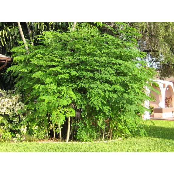 ENDLESS FOREST FARMS 25+ Seeds The Tree of Life - The Moringa Tree Easy ...