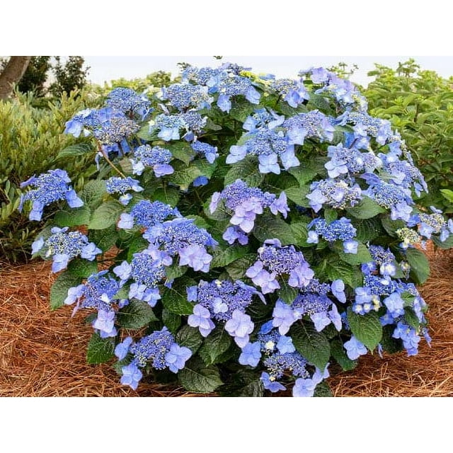 ENDLESS SUMMER POP STAR HYDRANGEA 2G - Walmart.com