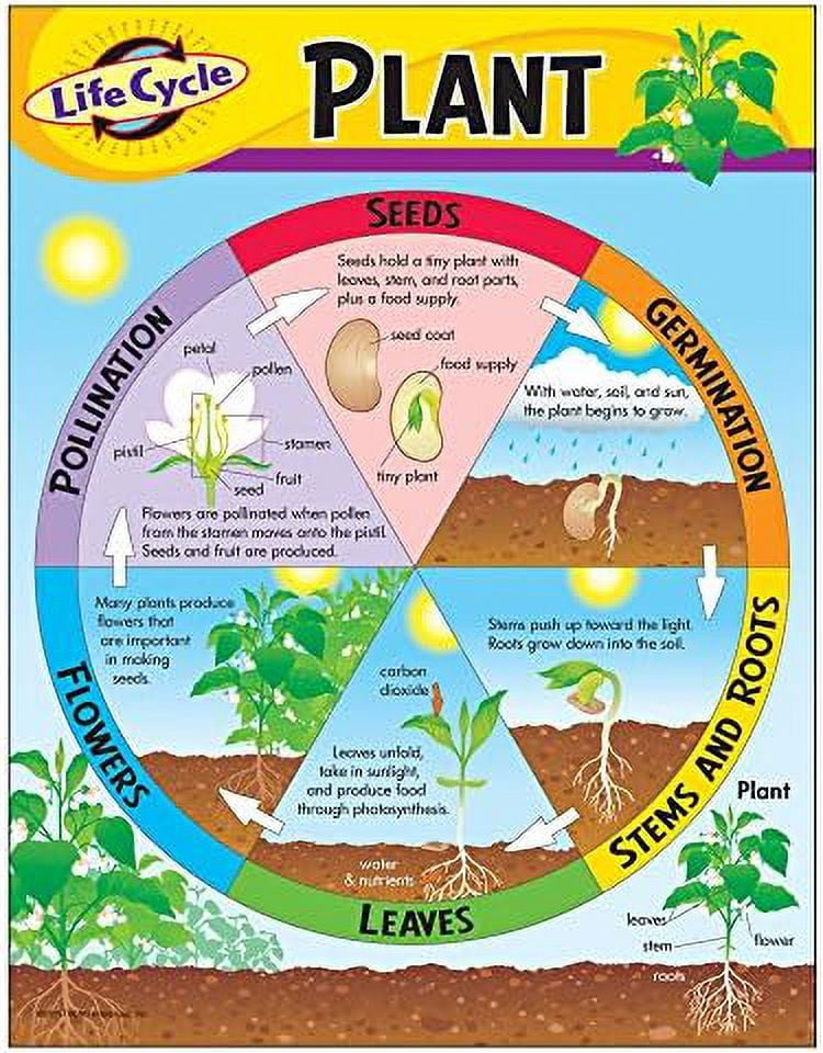 ENTERPRISES, INC. Life Cycle of a Plant Learning Chart, 17" x 22 ...