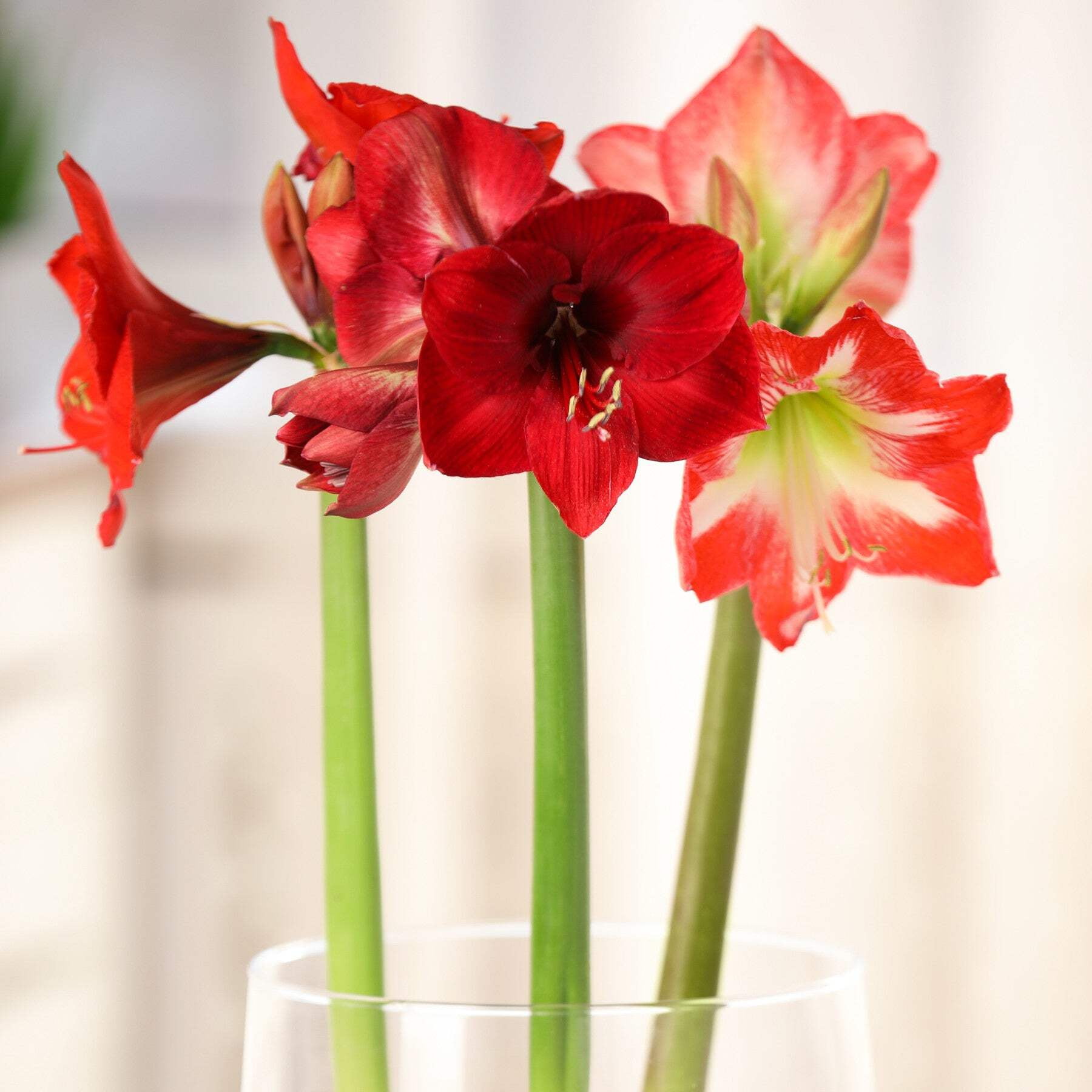 ETGB Amaryllis Collection 'Candy Cane' 3 Plant Bulbs Red & White Flower ...