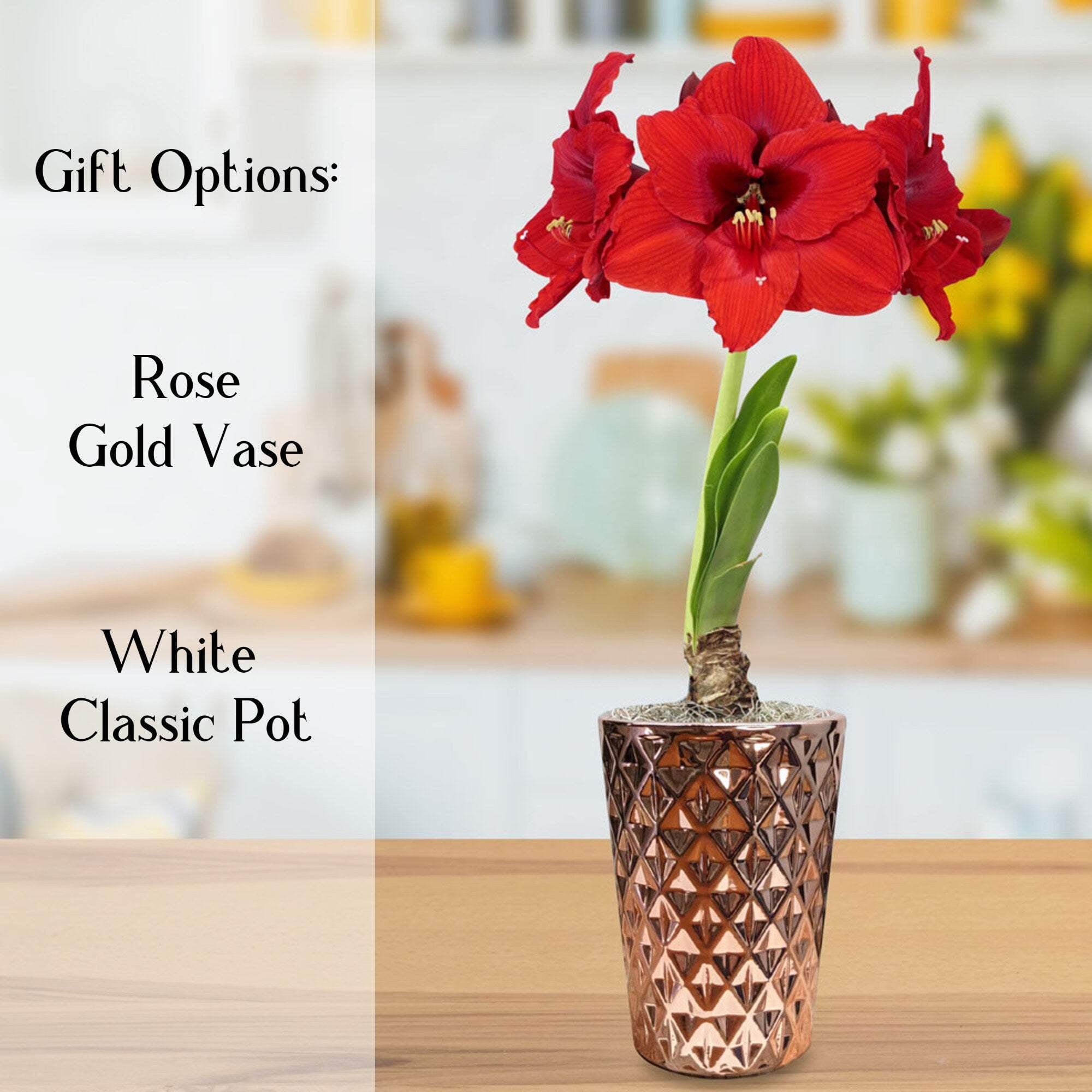 Easy to Grow Amaryllis Ferrari Bulb Planted in a White Pot Indoor ...