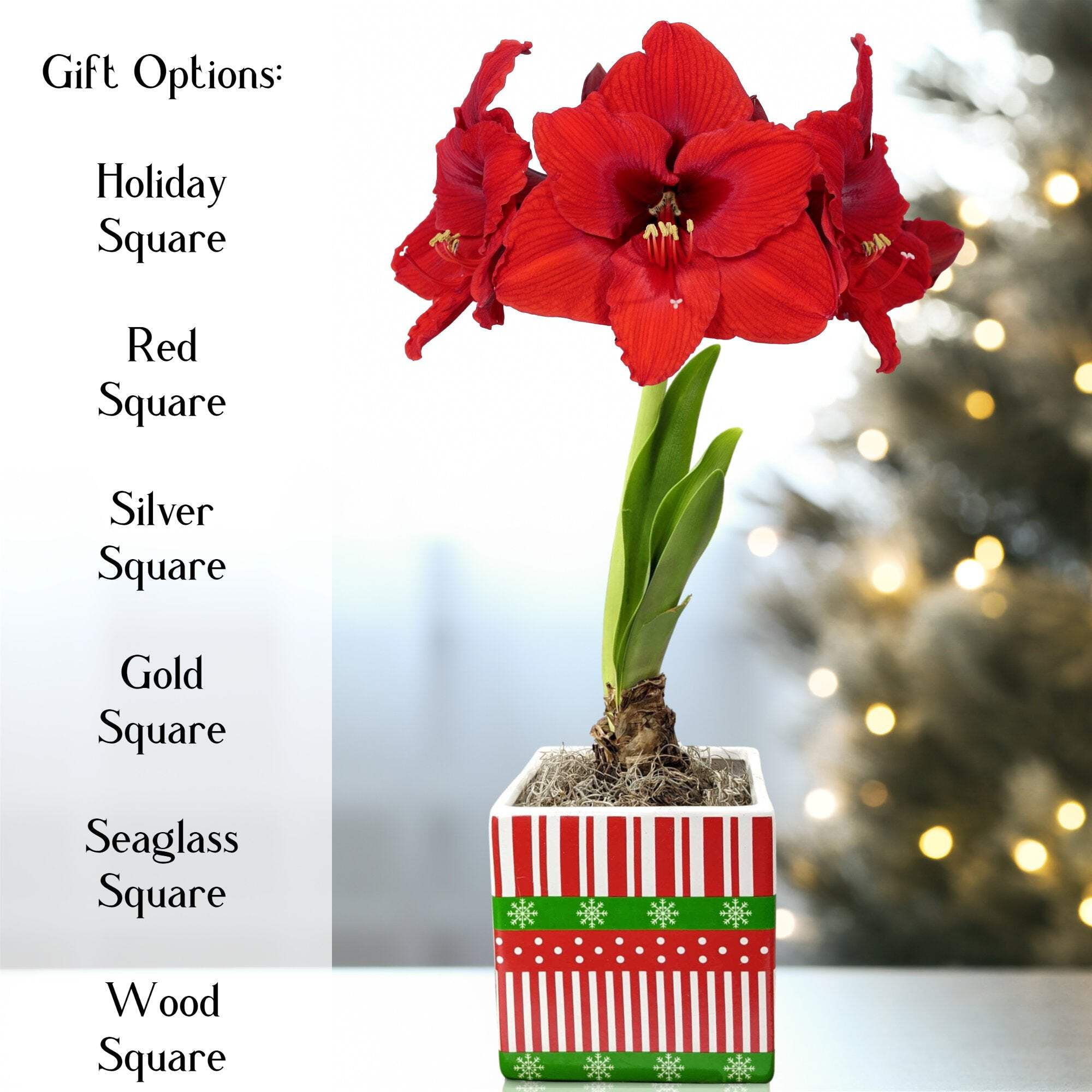 Easy to Grow Amaryllis Ferrari Bulb Planted in a Holiday Square Pot ...