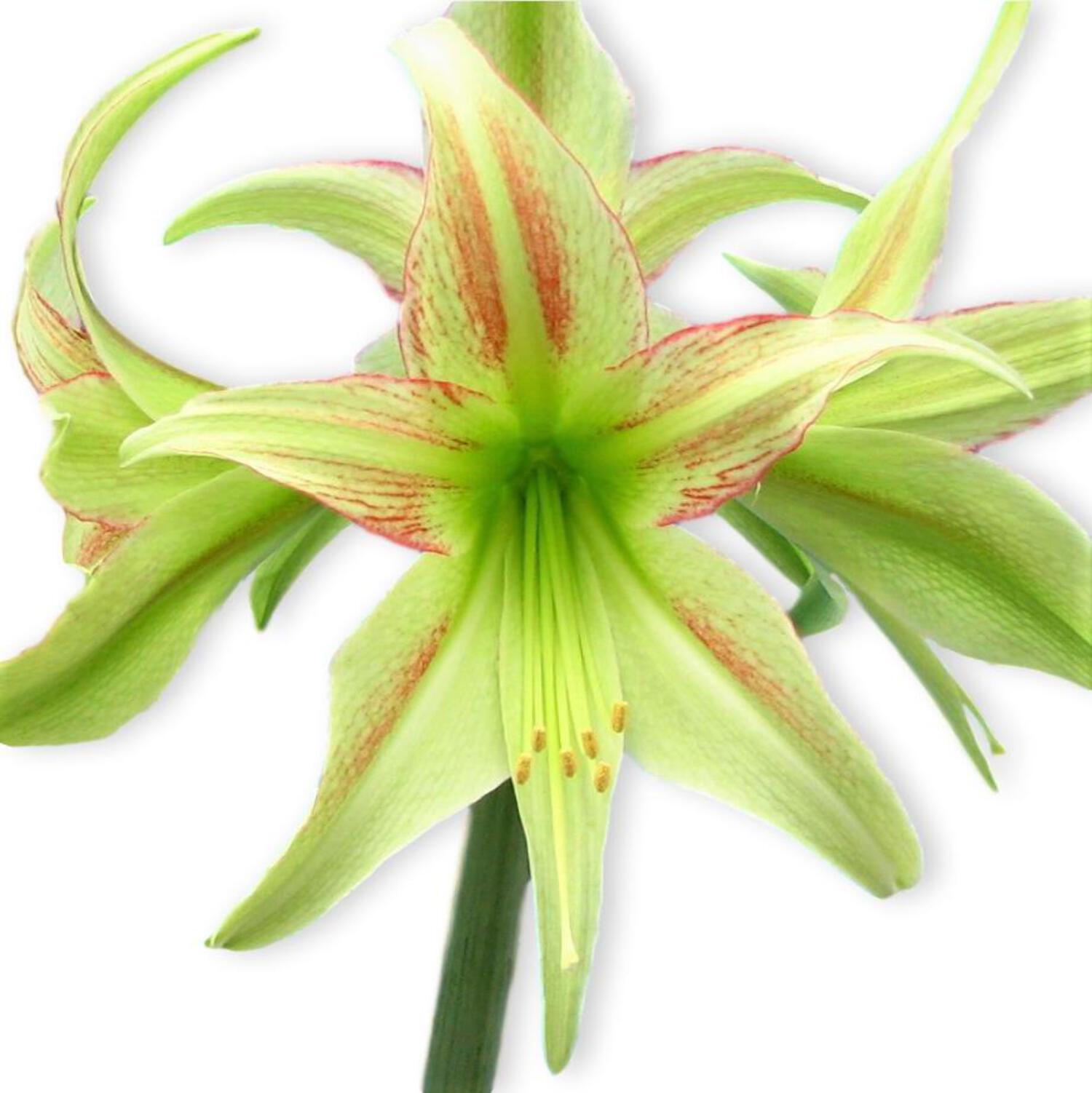 ETGB Amaryllis Lime Flare 1 Plant Bulb Green Cybister Flower Indoor ...