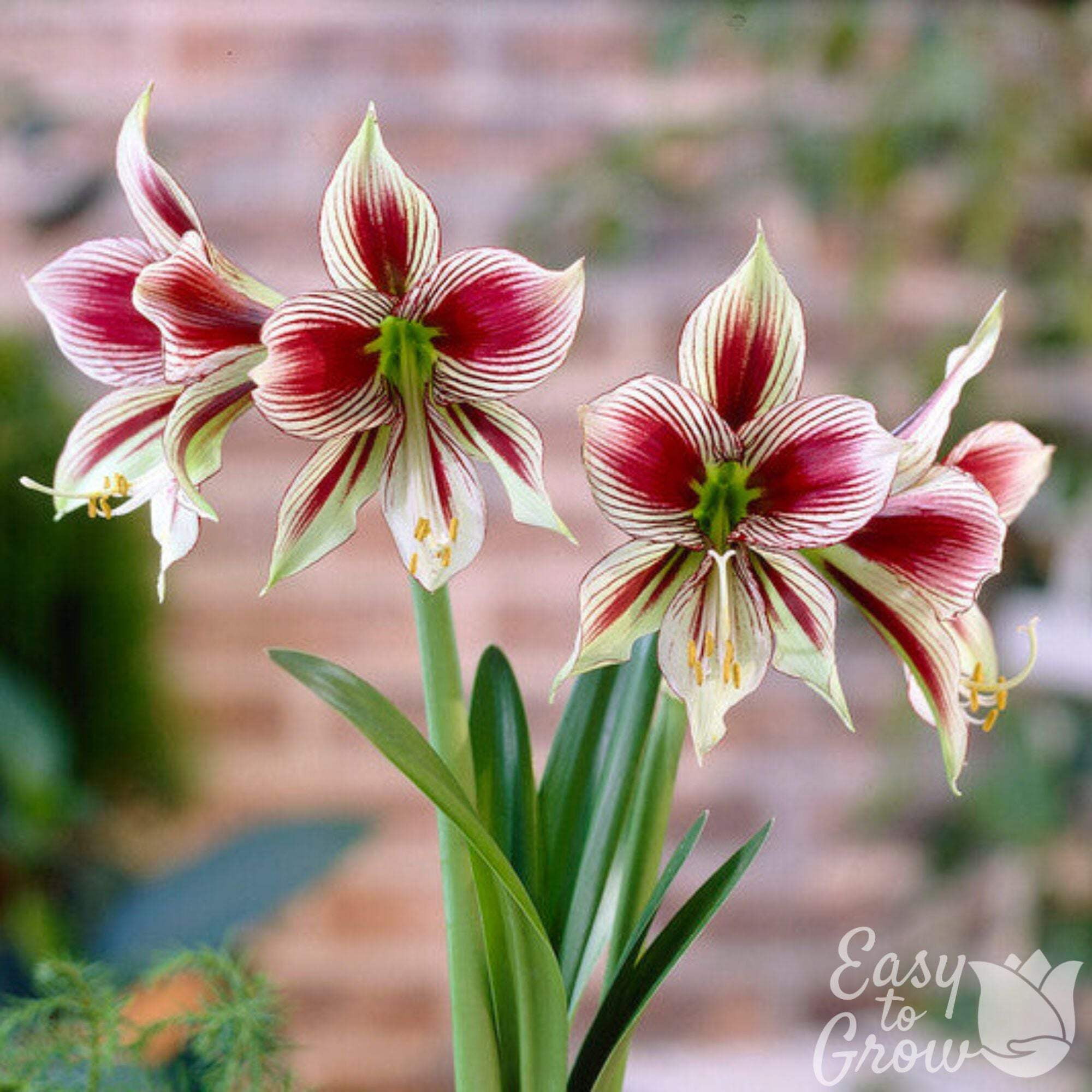 Easy To Grow Bulbs Amaryllis Papilio Butterfly, Green Red Flower ...