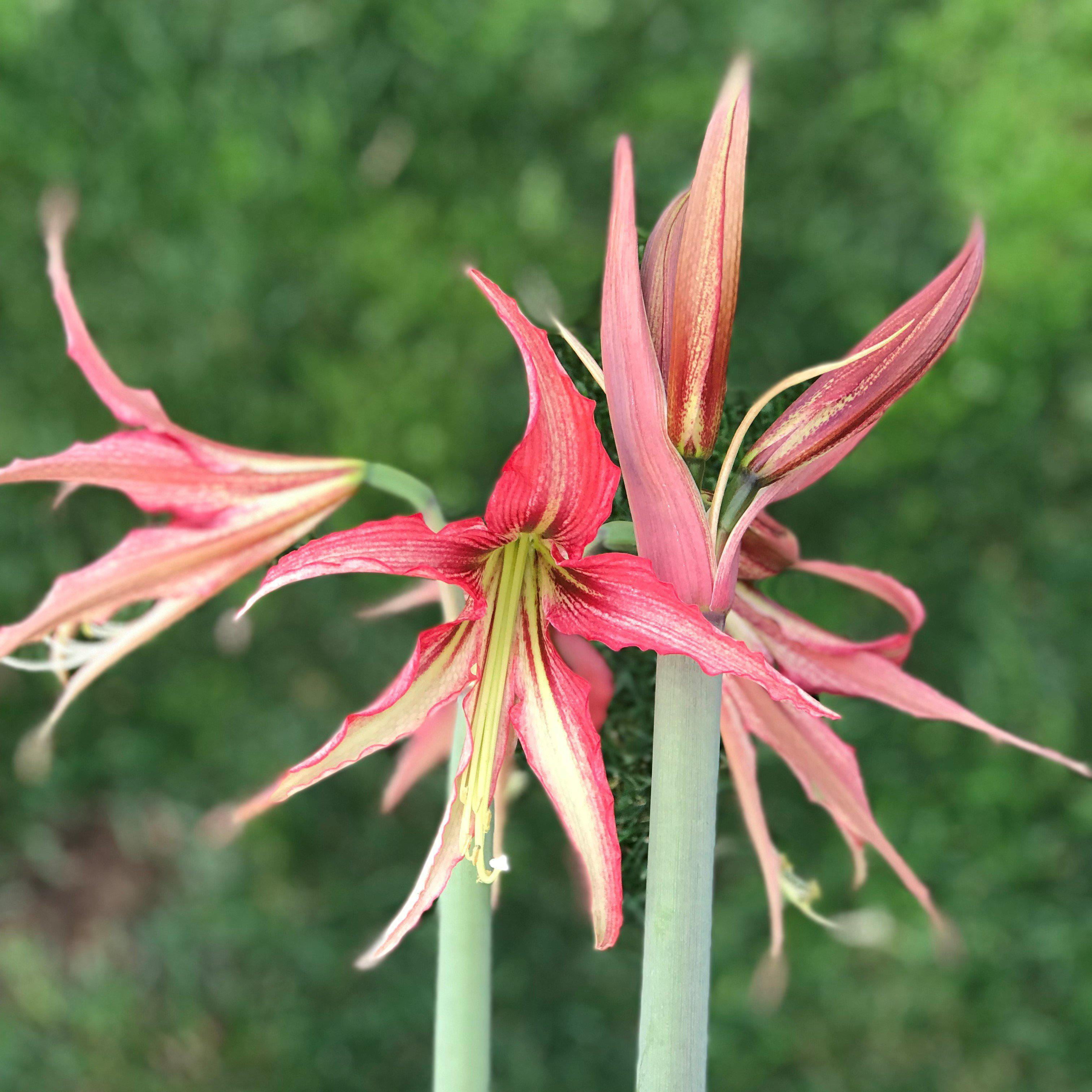 Easy to Grow Amaryllis Quito 1 Plant Bulb Cybister, Flower Indoor ...