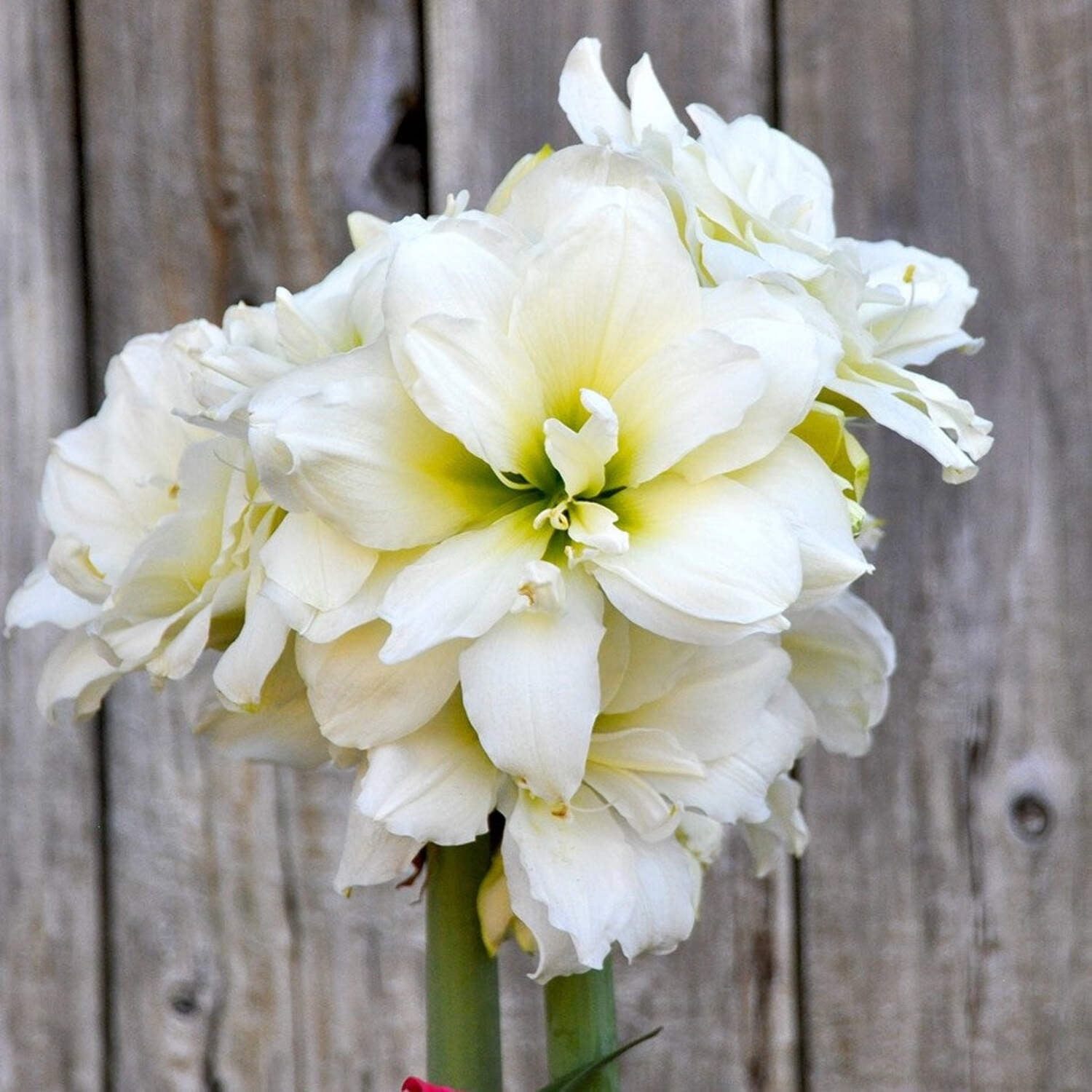 Easy to Grow Amaryllis Snow Drift 1 Plant Bulb, Double Flower Indoor ...