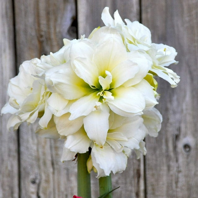 ETGB Amaryllis Snow Drift 1 Plant Bulb White Double Flower Indoor ...