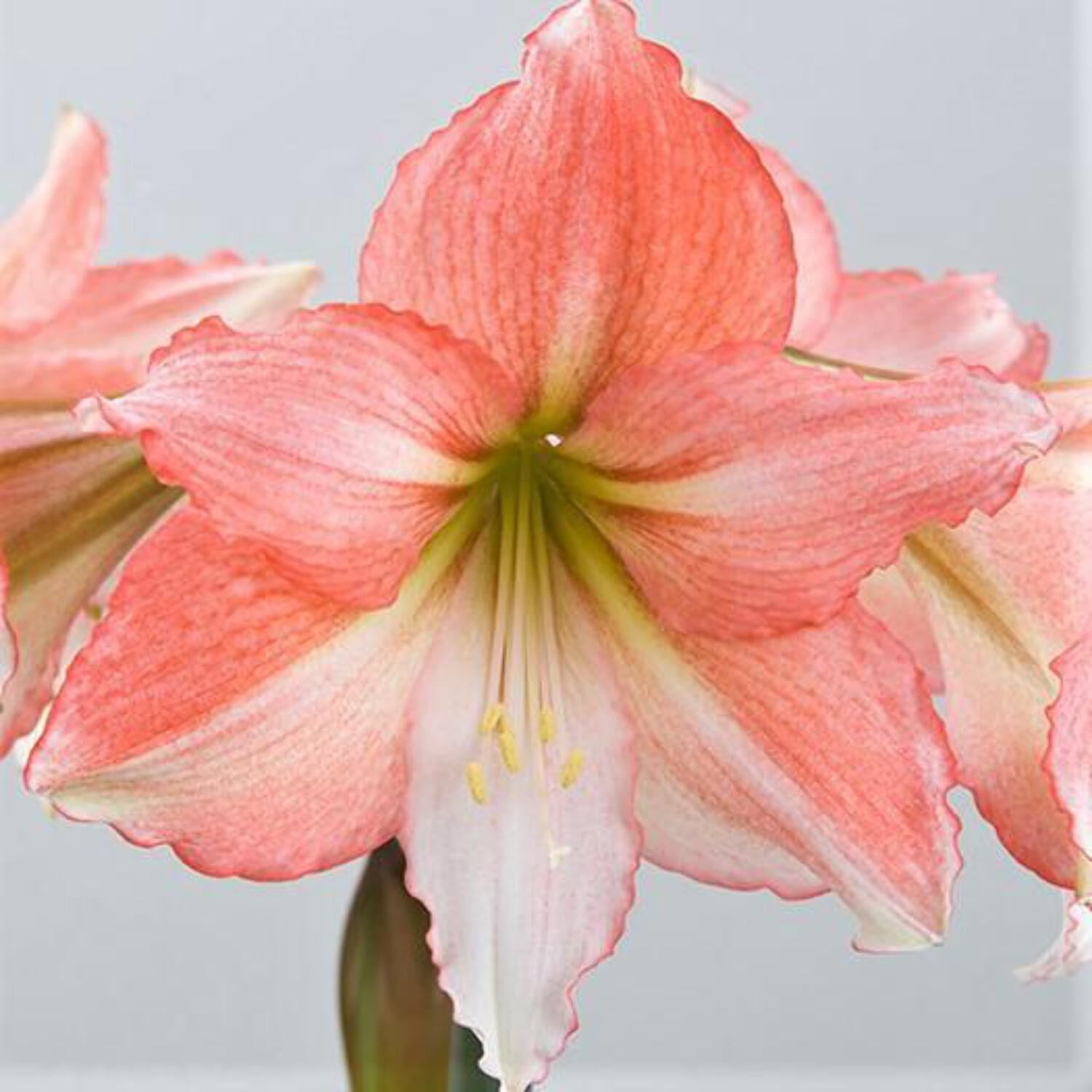 Easy to Grow Amaryllis Tinkerbell 1 Plant Bulb, Flower Indoor Holiday ...