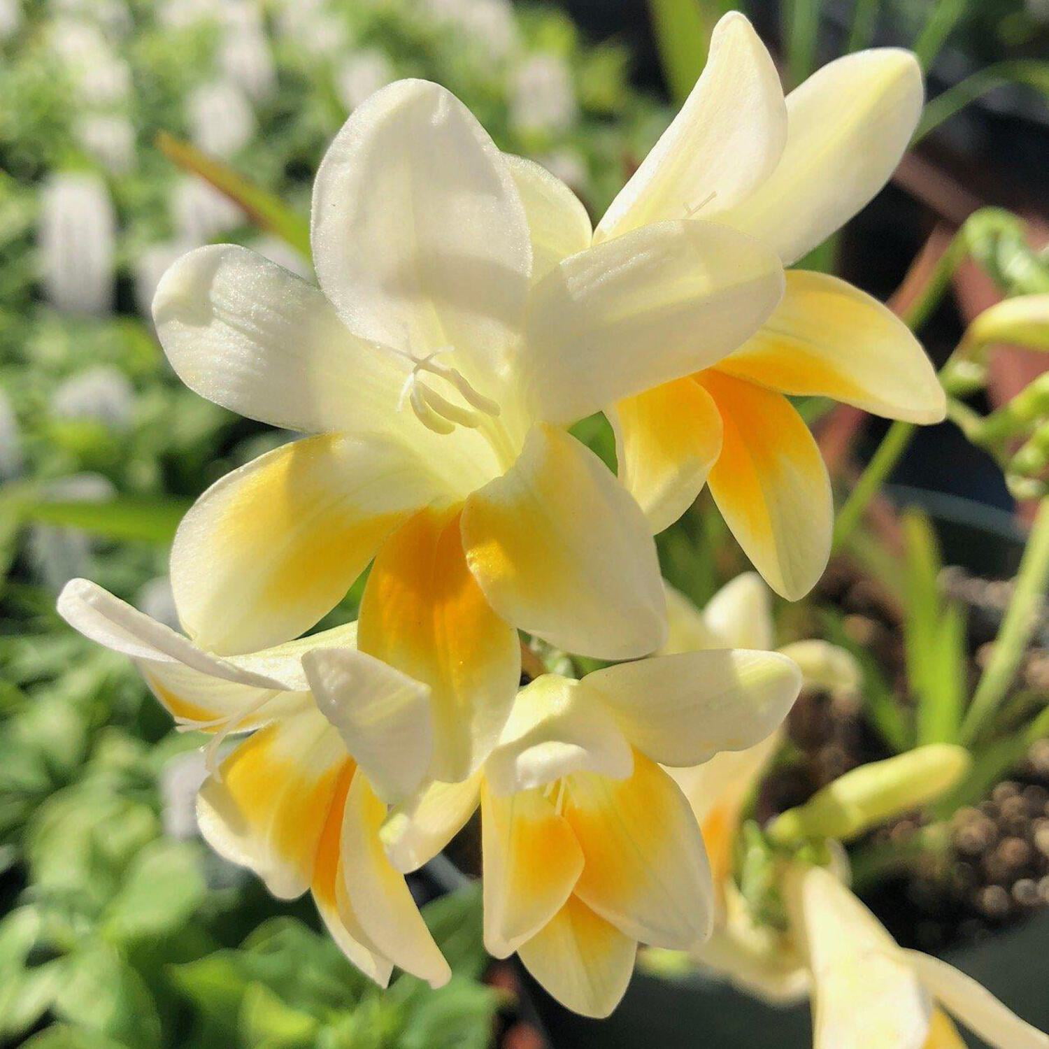 Heirloom Freesia 'Antique Alba' Bulbs - 15 Pack, White & Yellow Spring ...