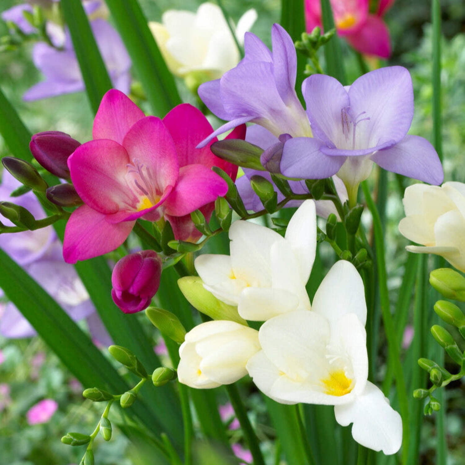 Easy to Grow Freesia Berries & Cream Collection 45 Plant Bulbs ...
