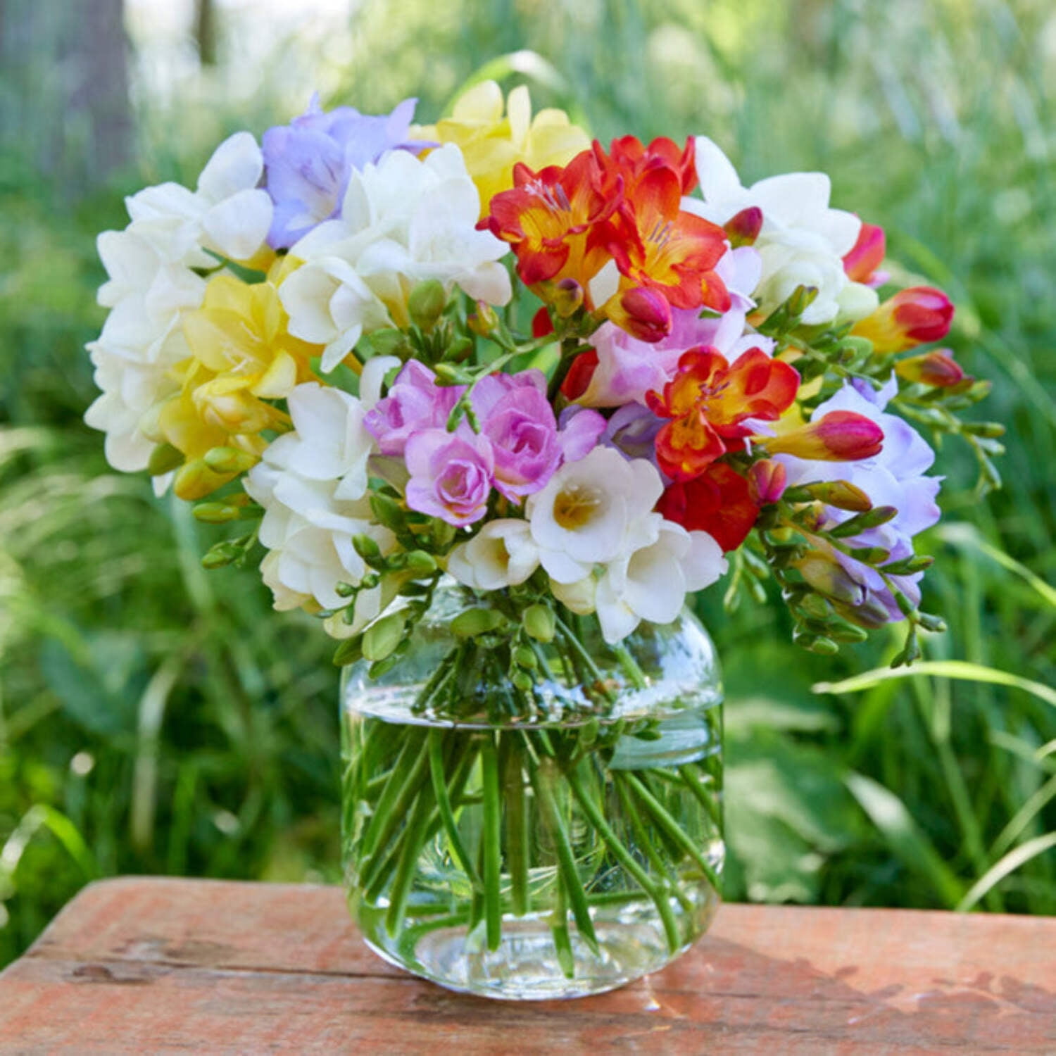 Easy To Grow Bulbs Freesia Bountiful Bouquets, Fragrant Spring Flowers ...