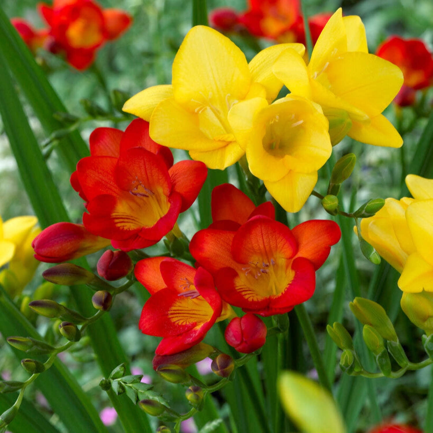 Freesia - Burning Embers Collection, 30 Orange Bulbs for Partial Sun ...