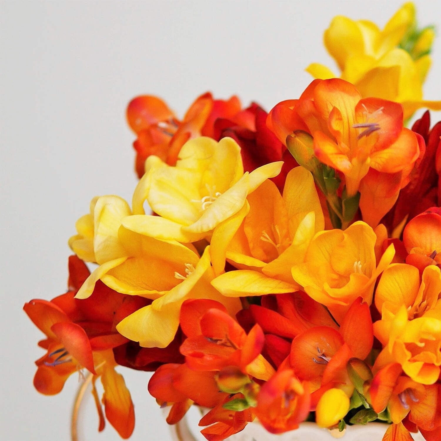 Freesia - Burning Embers Collection, 30 Orange Bulbs for Partial Sun ...