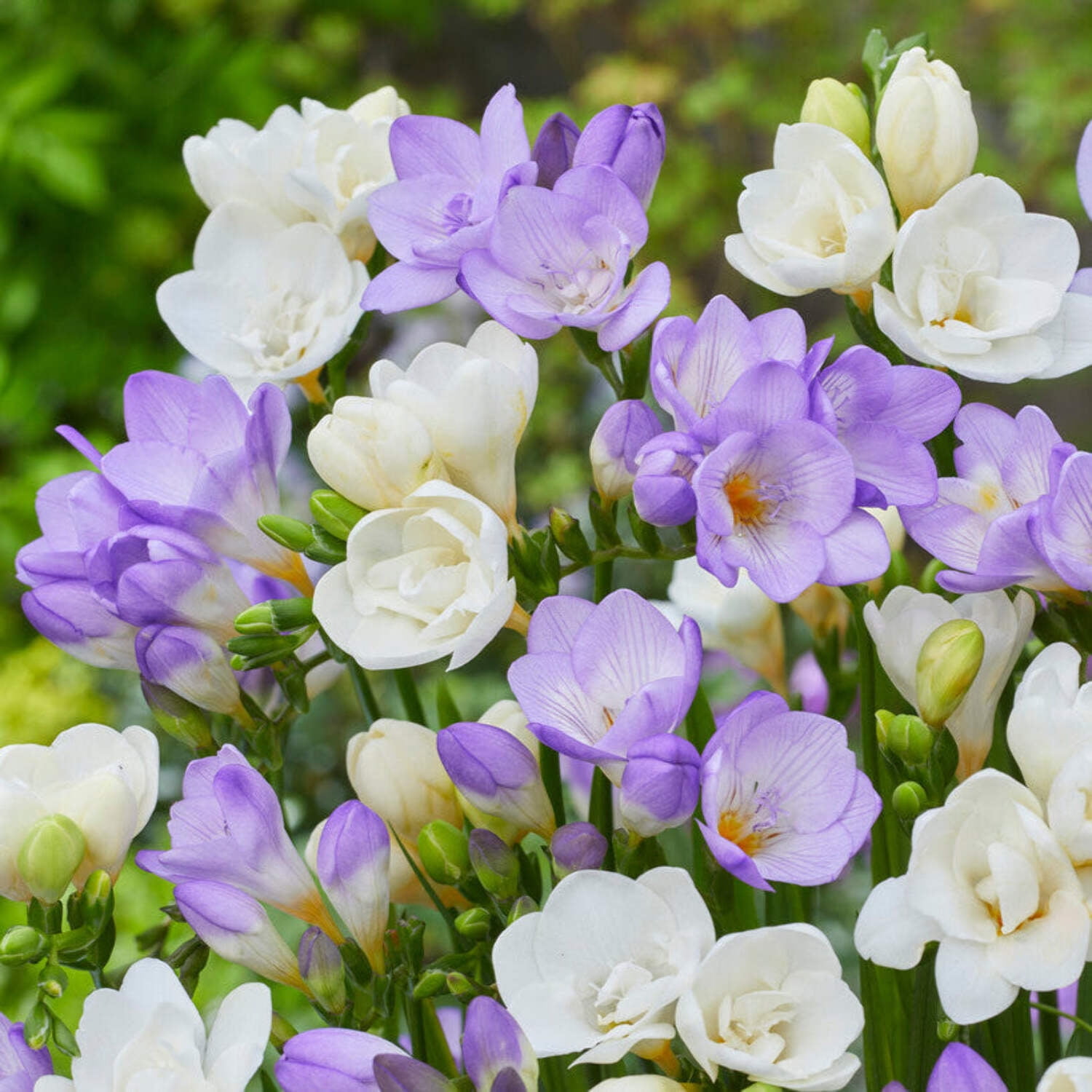 Easy to Grow Freesia Clear Skies Collection 30 Plant Bulbs, Fragrant ...