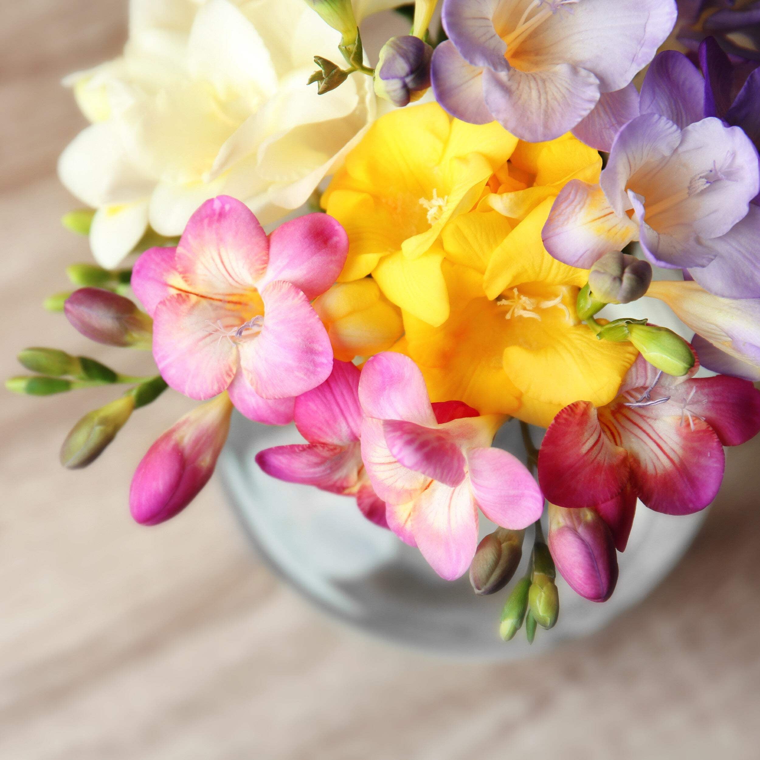 Easy to Grow Freesia Cottage Garden Collection 60 Plant Bulbs, Fragrant ...