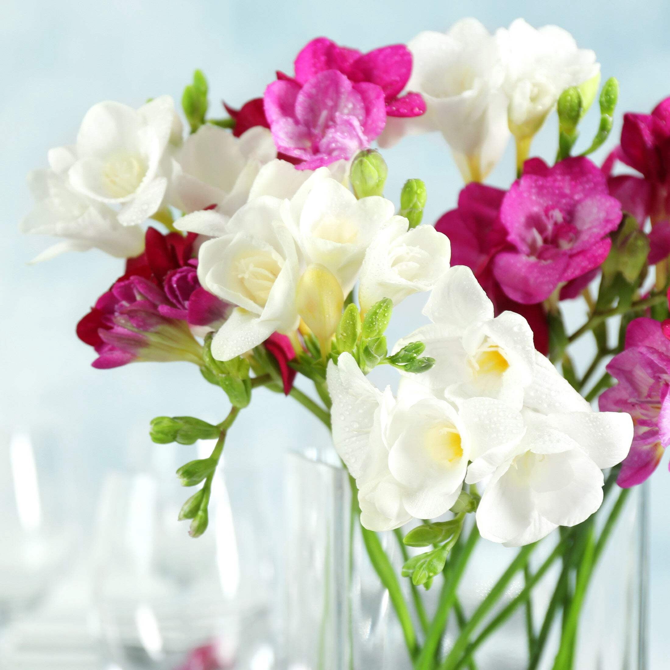 Easy to Grow Freesia Romance Collection 30 Plant Bulbs, Fragrant ...