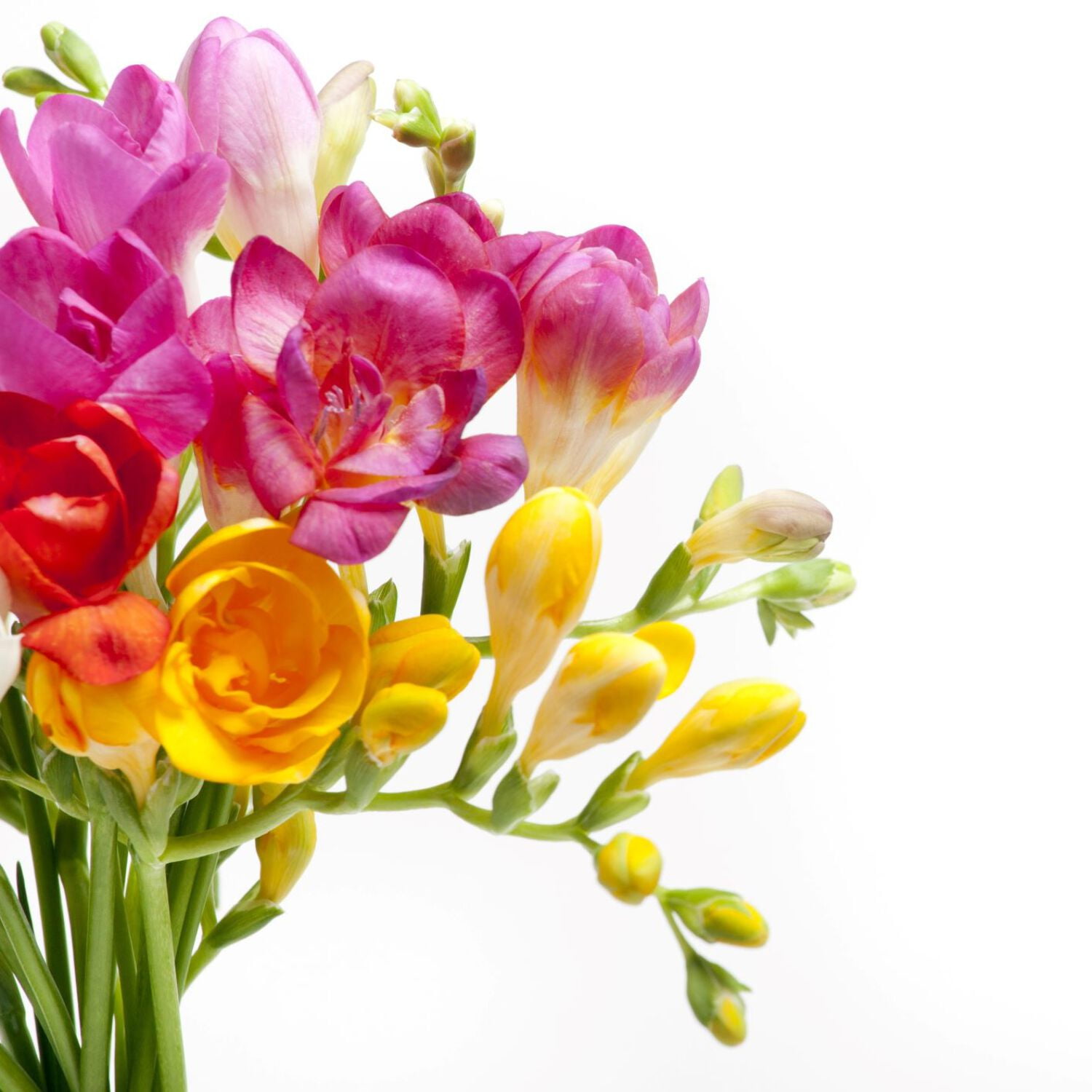 Easy to Grow Freesia Tropical Sunset Collection Multi Bulbs, Fragrant ...