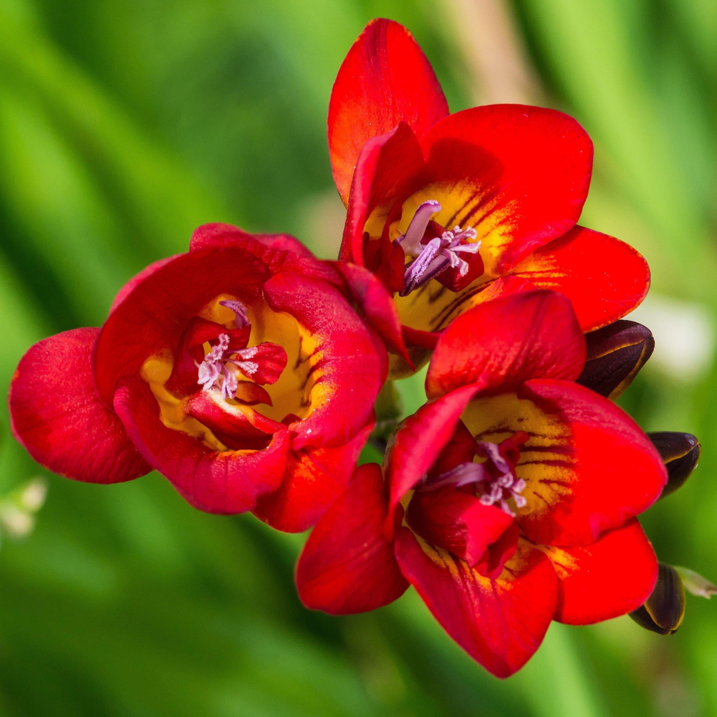 Easy to Grow Freesia Double Bi-Color 15 Plant Bulbs, Red & Yellow ...