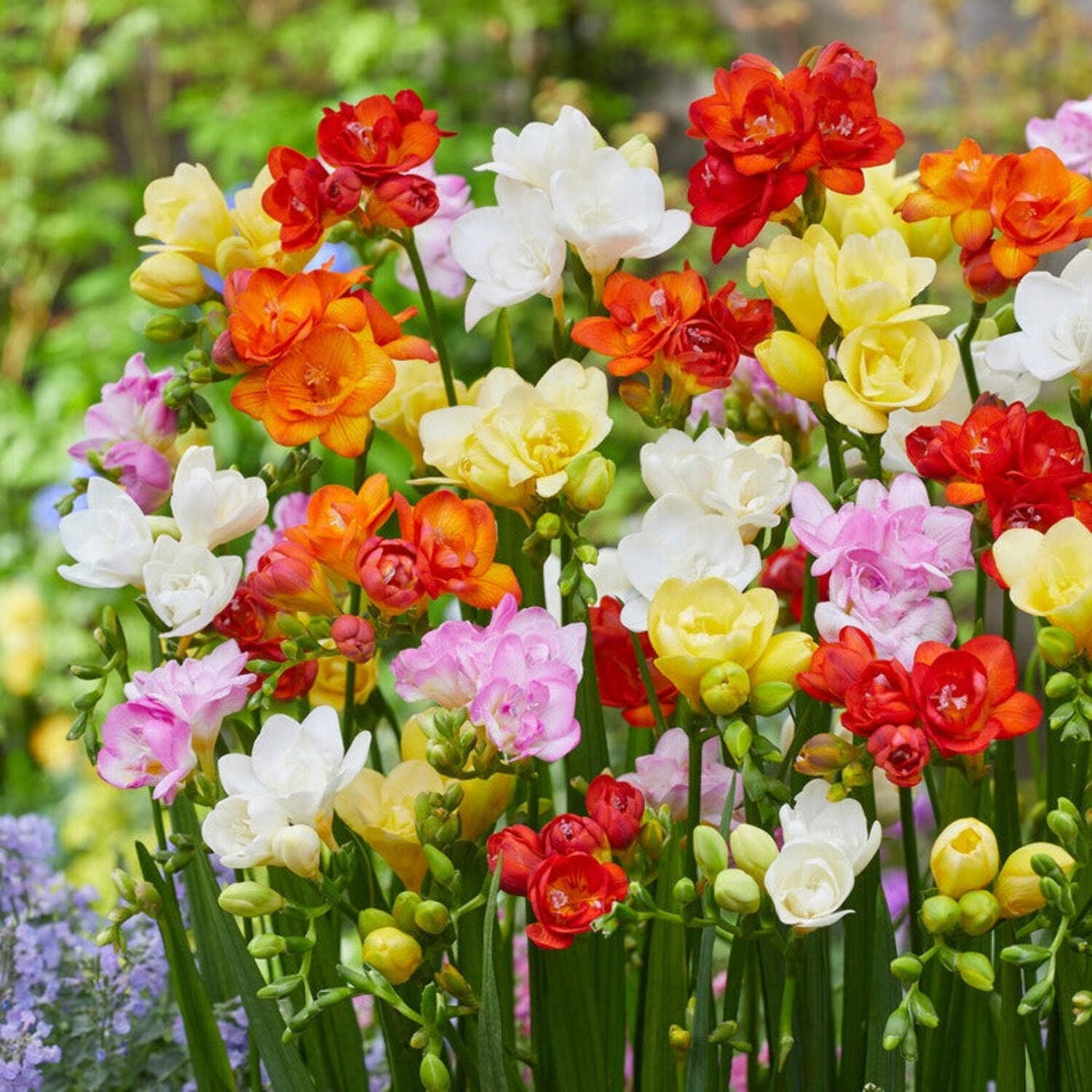 Easy to Grow Freesia Doubles Mix 15 Plant Bulbs, Fragrant Flowers ...