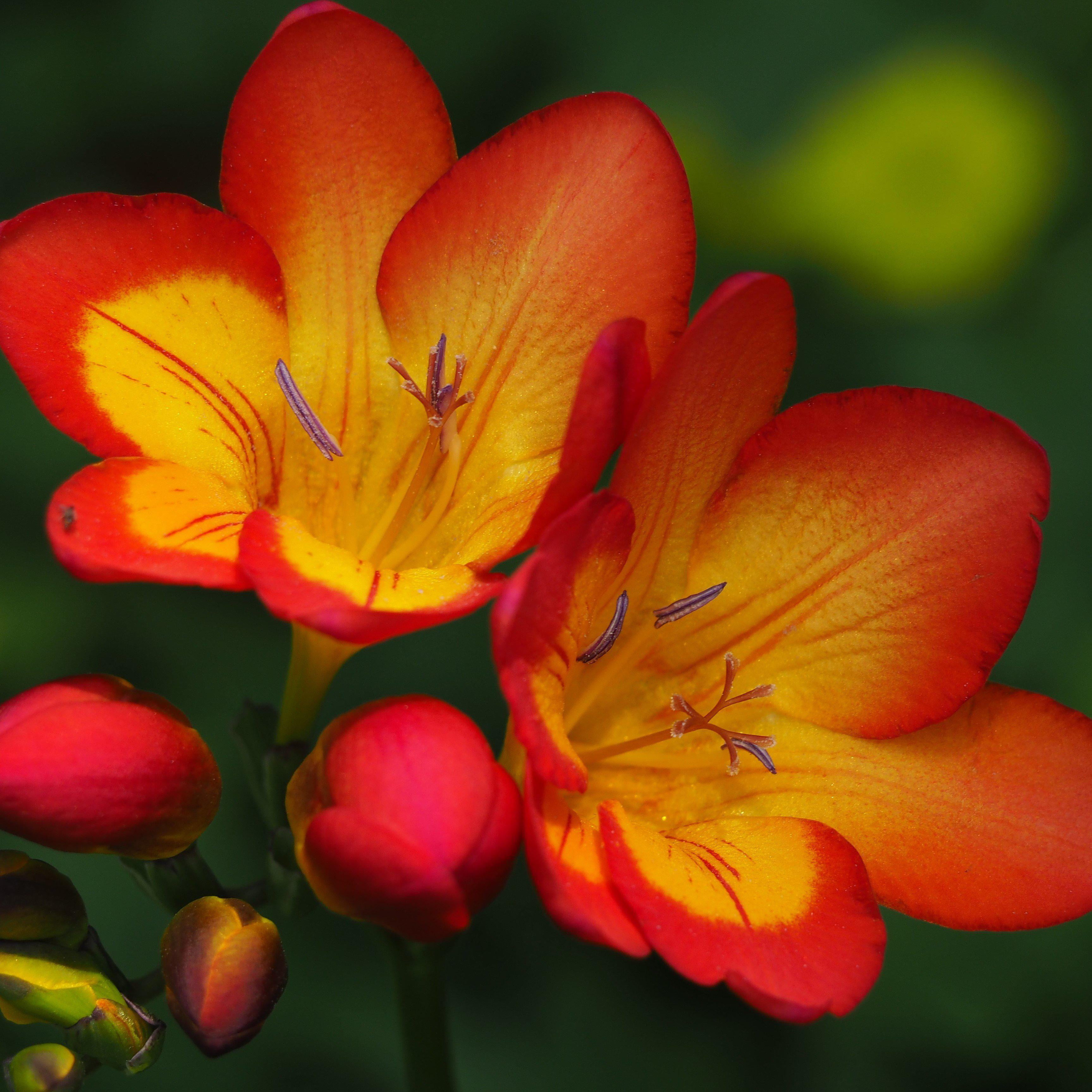 Easy to Grow - Freesia 'Single Bi-Color' - 15 Bulbs, Multi-color ...