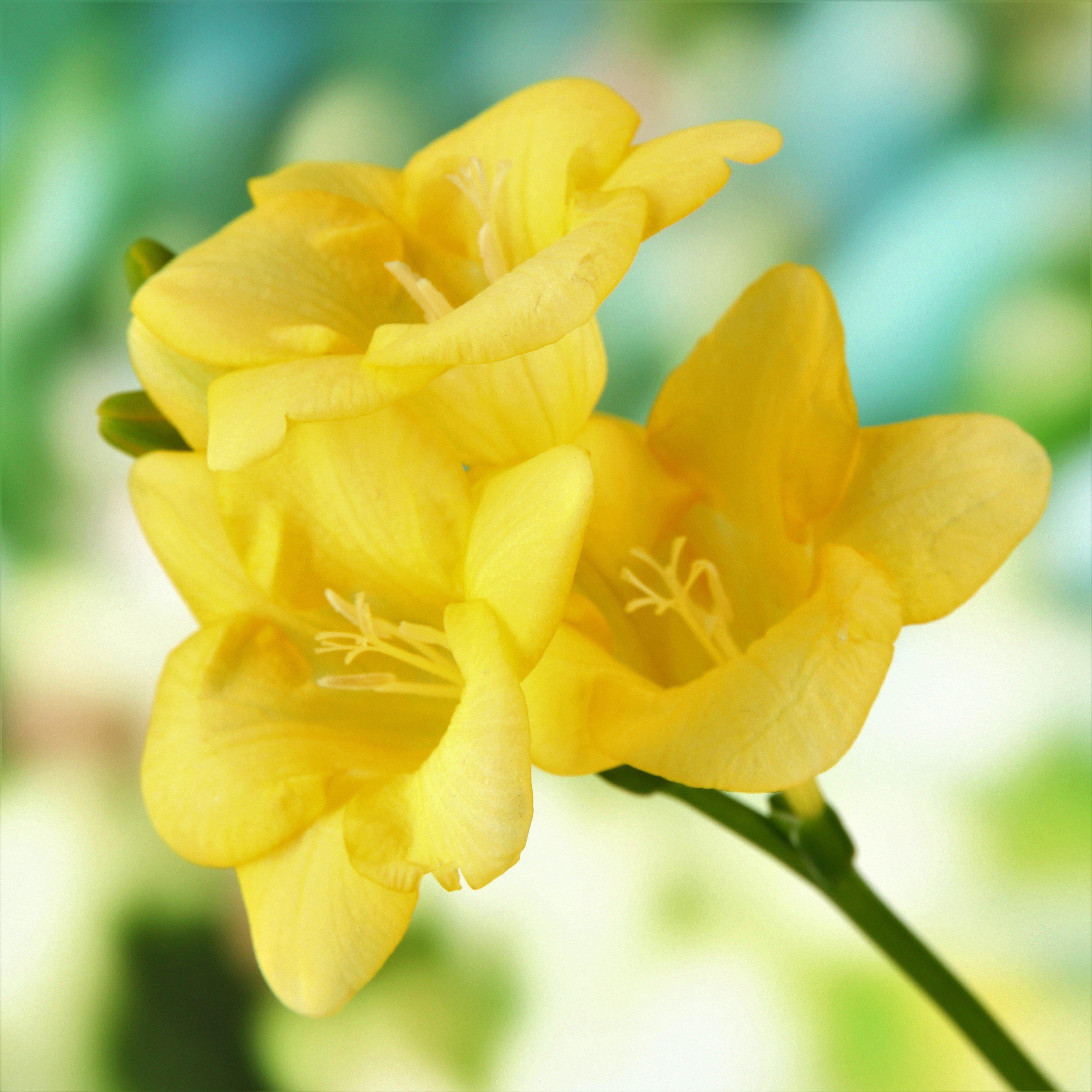 ETGB Freesia 'Single Yellow' 15 Plant Bulbs Fragrant Yellow Flowers ...