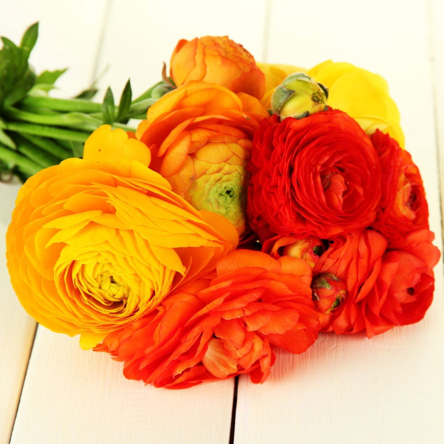 Easy to Grow Ranunculus Burning Embers 30 Buttercup Plant Bulbs Spring ...