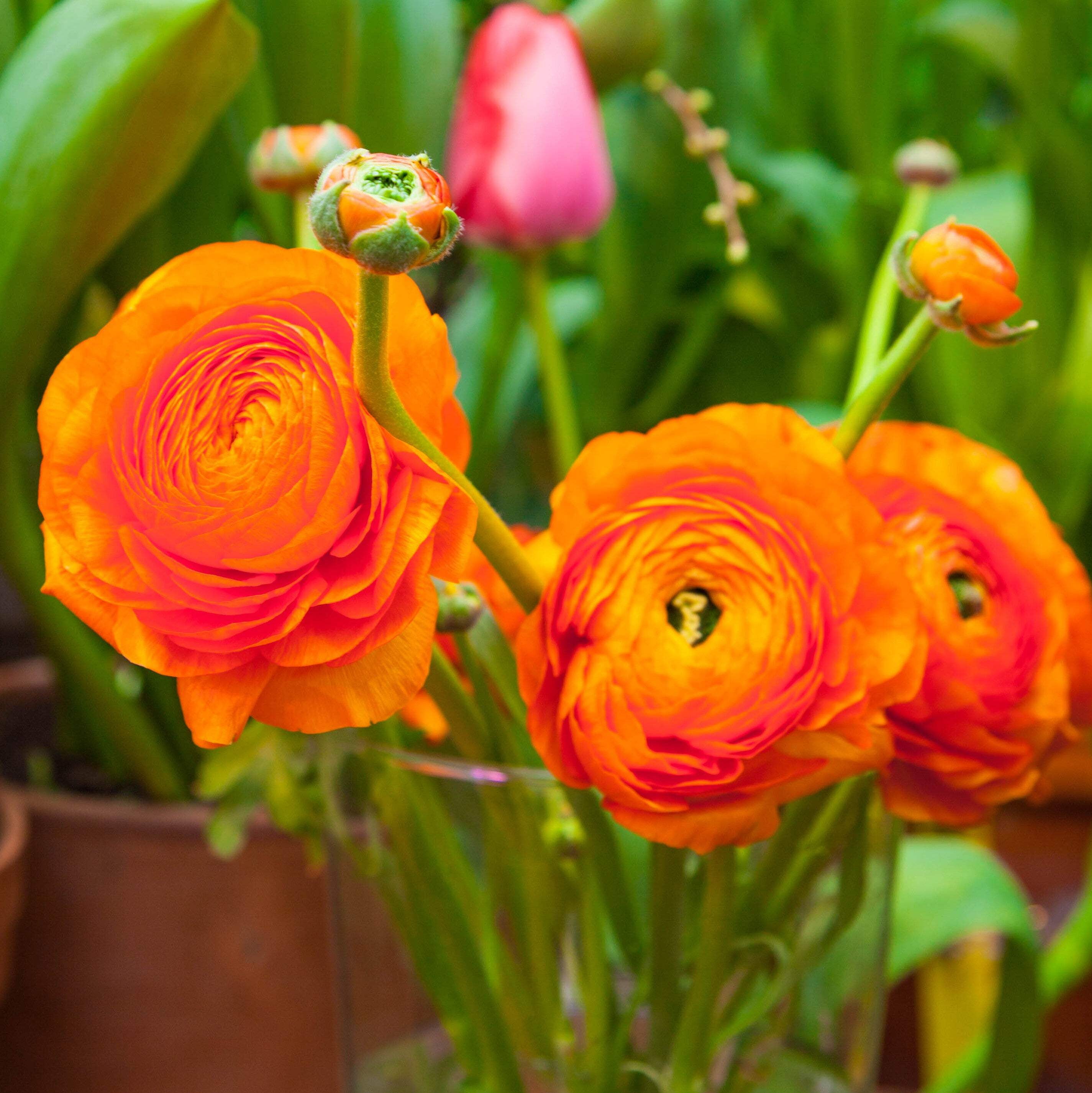 ETGB Ranunculus 'Sunset' 10 Buttercup Fall Plant Bulbs Perennial Spring ...