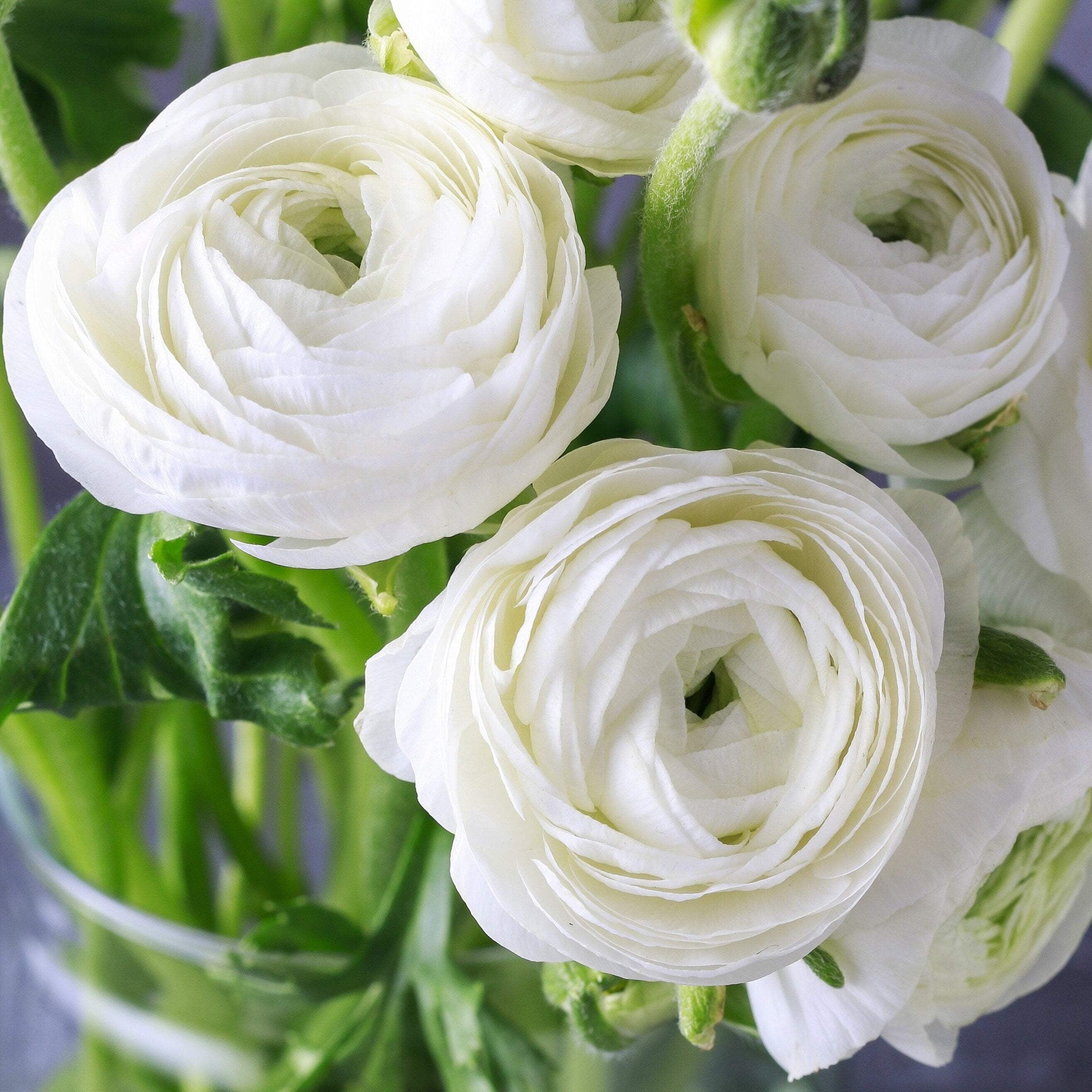 Easy to Grow Ranunculus White 10 Buttercup Plant Bulbs Spring Flowers ...