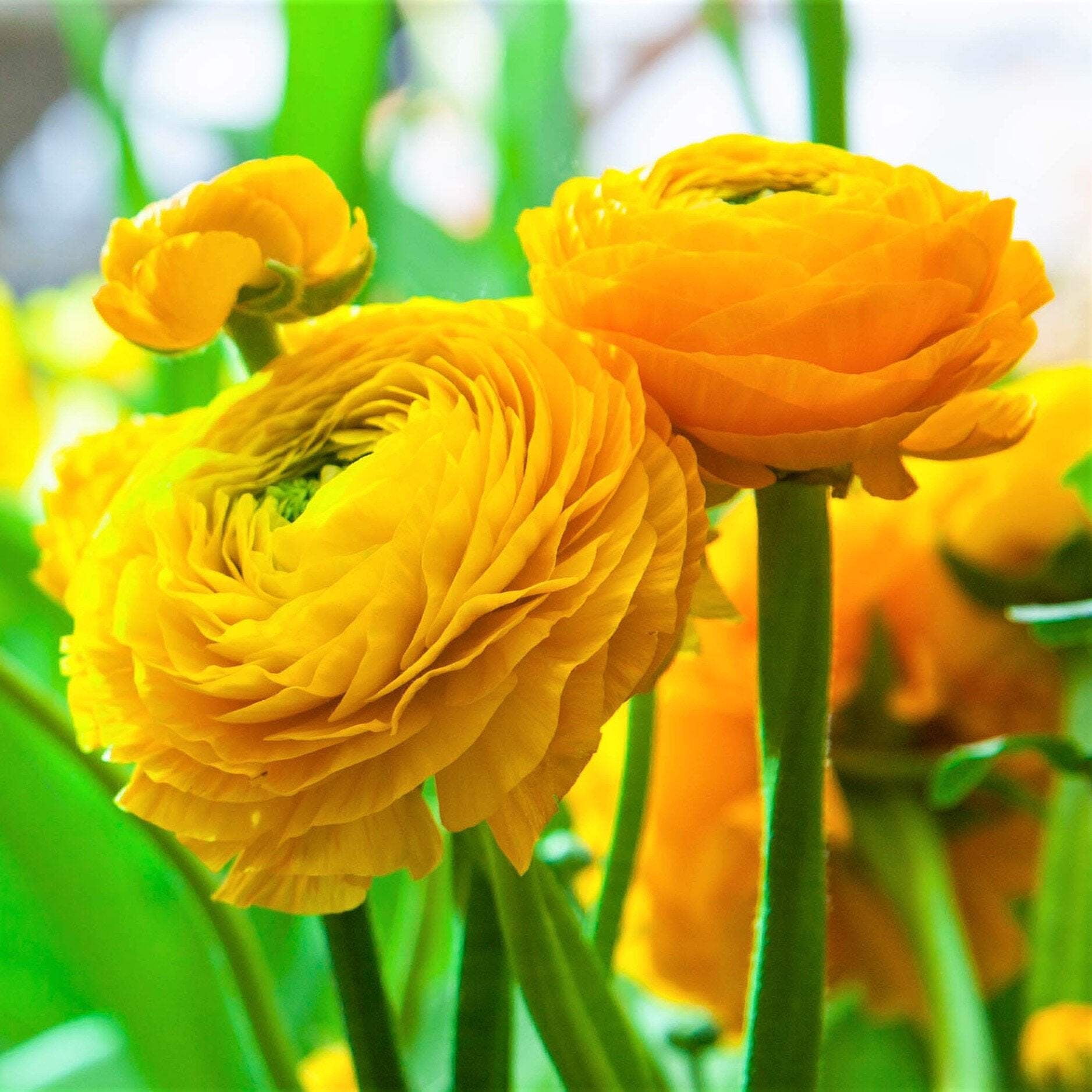 Easy to Grow Ranunculus Yellow 10 Buttercup Plant Bulbs Spring Flowers ...