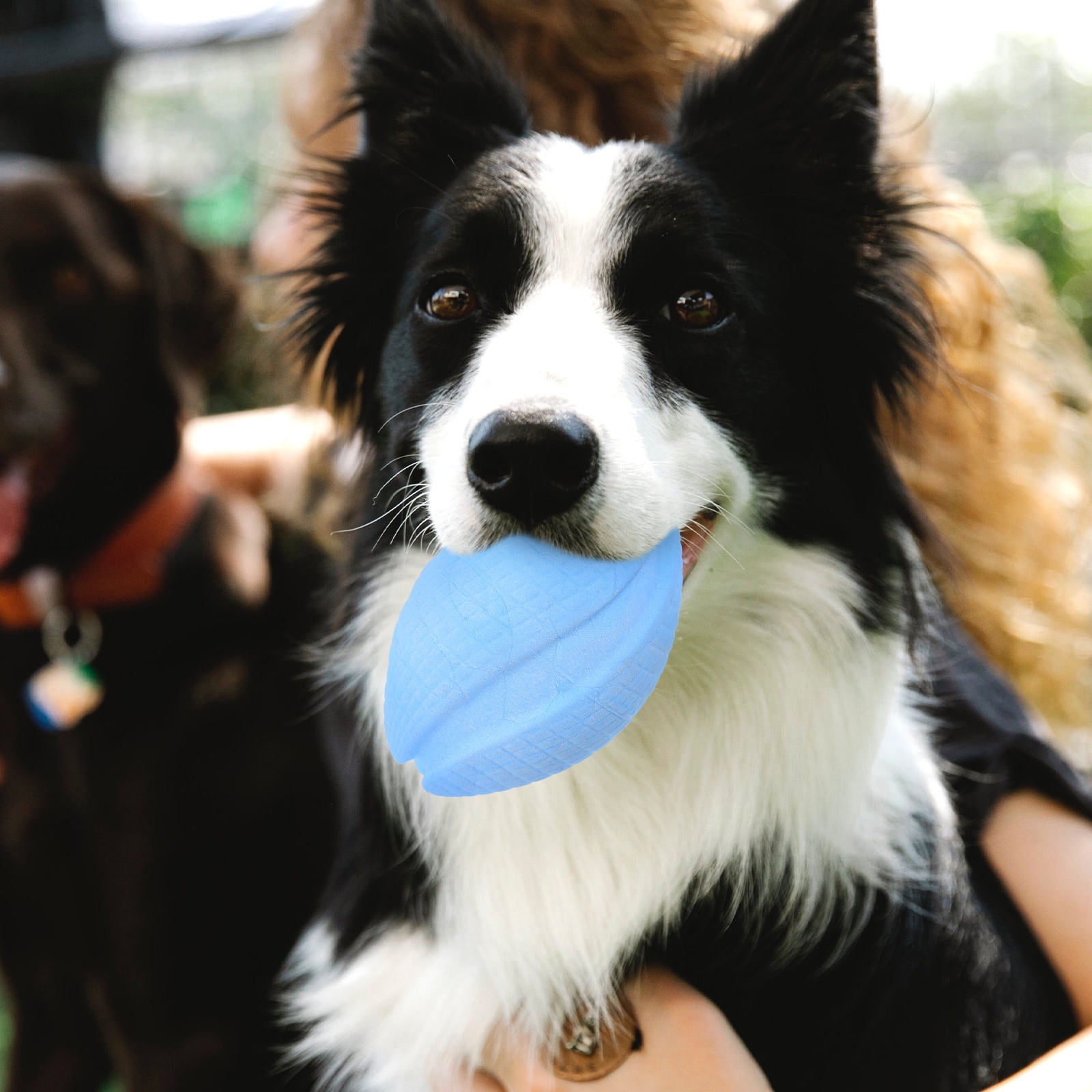 ETHZZLE 1Pack Pet Chewing Toys for Dogs -Blue Color for Teething and ...