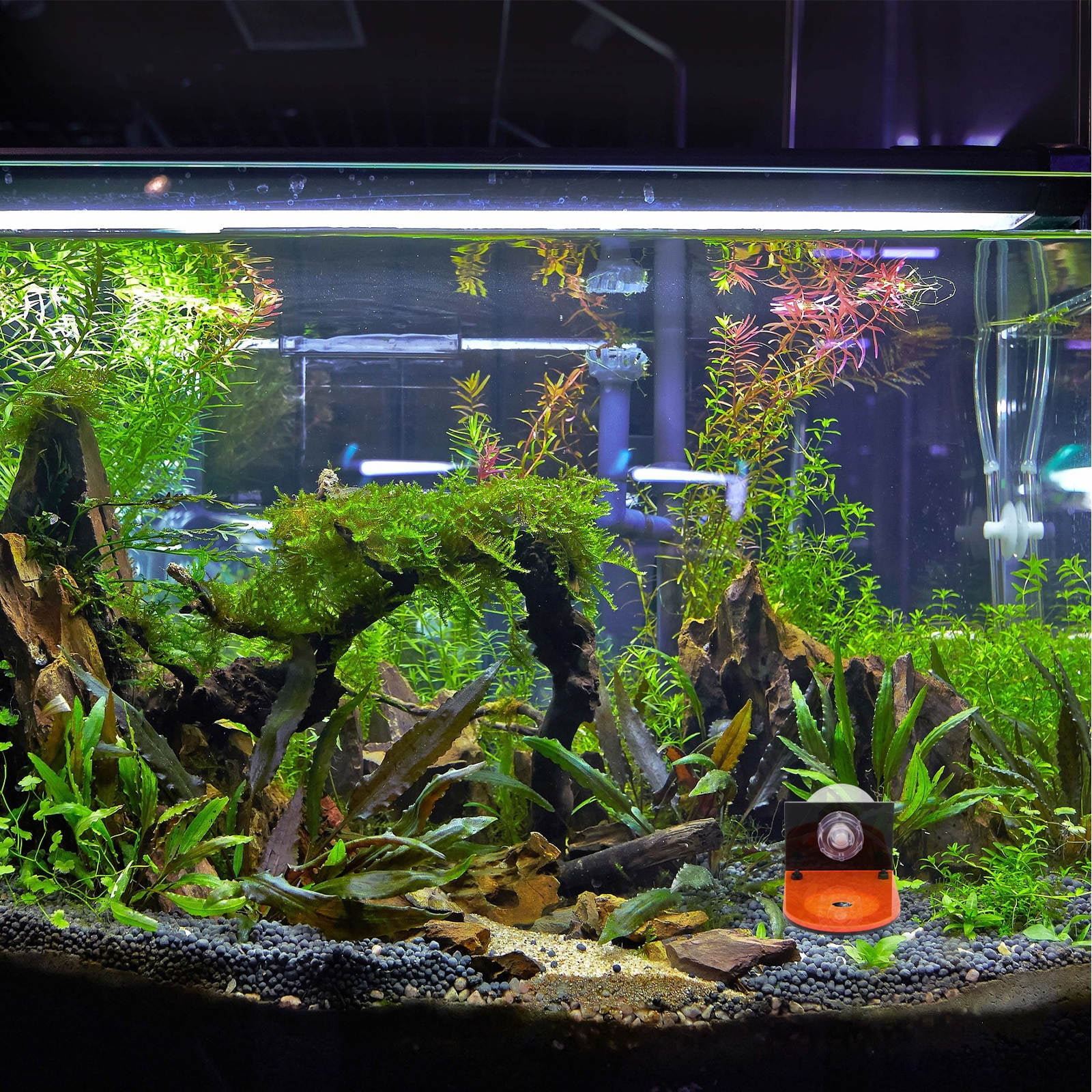ETHZZLE Automatic Fish Feeder for Aquarium Coral Frag Holder Acrylic ...