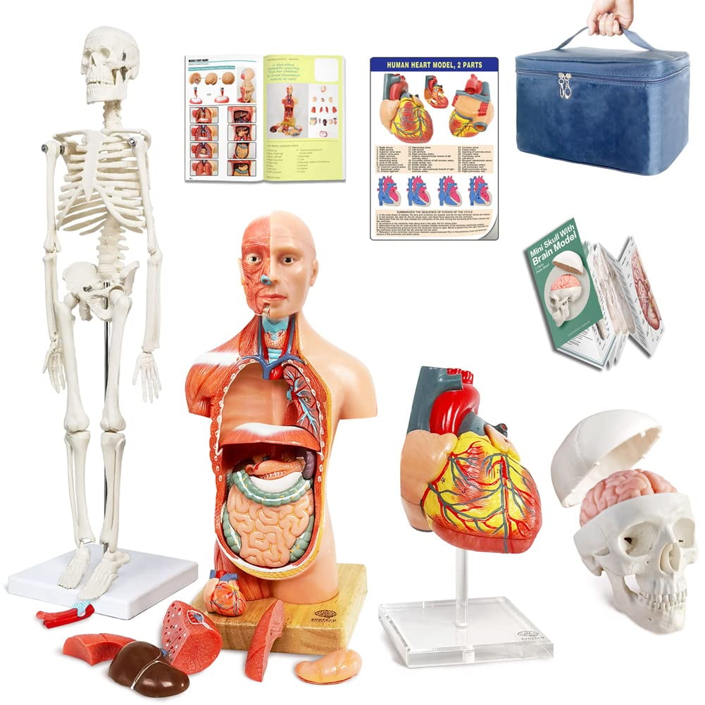EVOTECH SCIENTIFIC Human Body, AIF9 Skeleton, Heart, Half with Brain ...