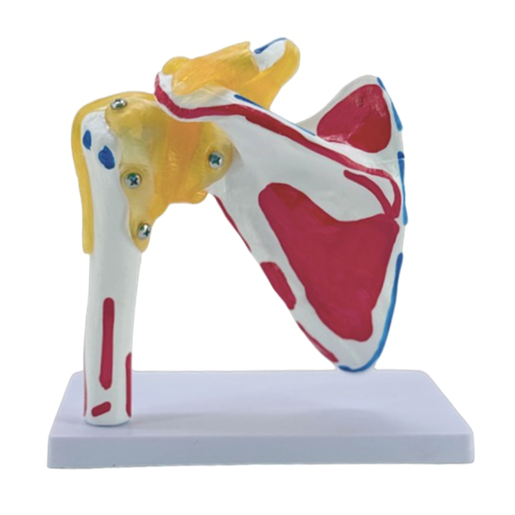 EXCIXING Human Shoulder Anatomy Model with Muscles Nerves Details ...
