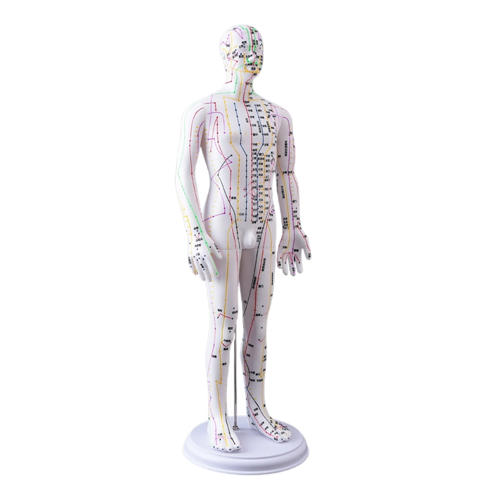 EXCIXING Professional Acupoint Model 20.47In Human Acupoint Model with ...