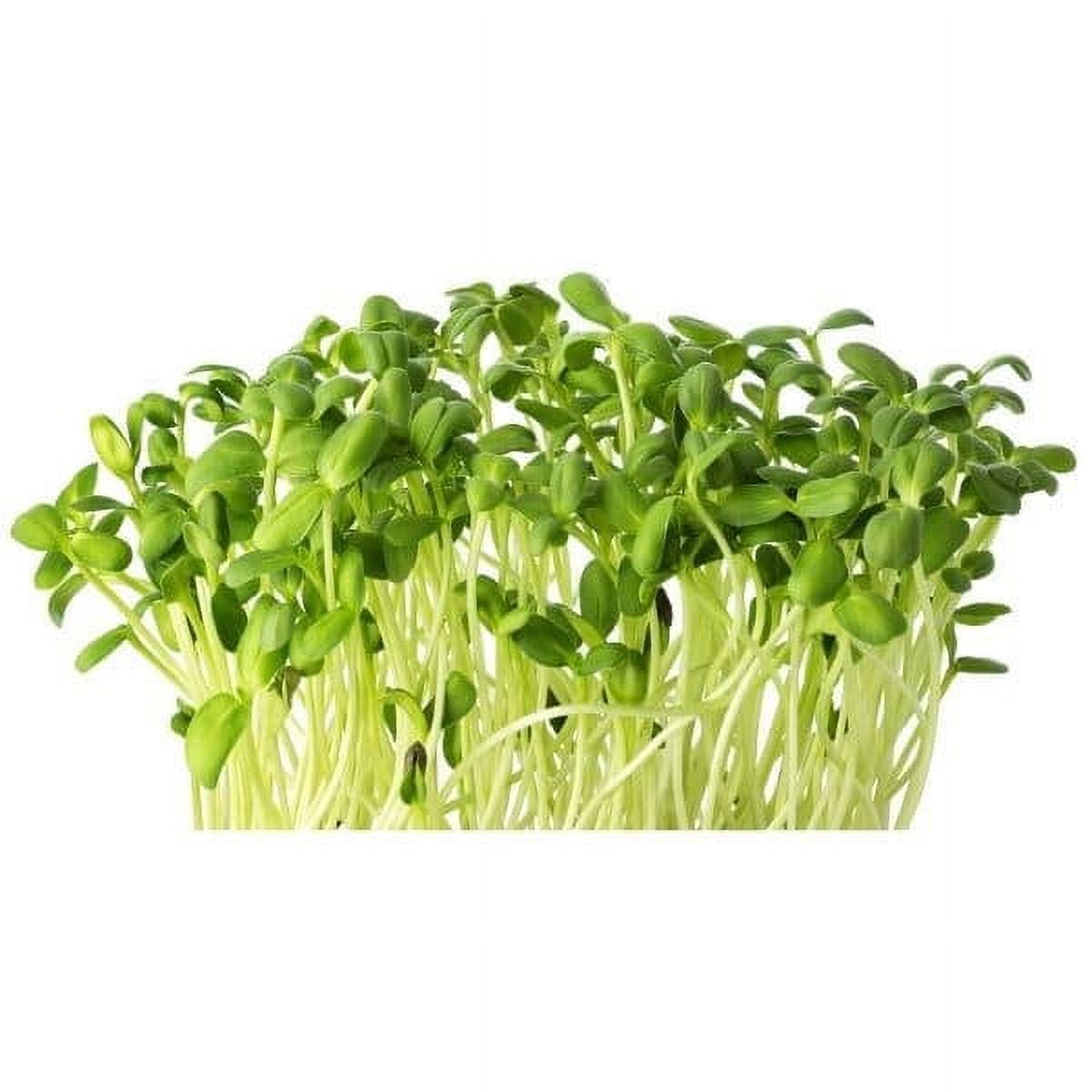 EXO Tower Hydroponic Nutrients Formulated Plant Food, 40g with Maxi-Gro ...