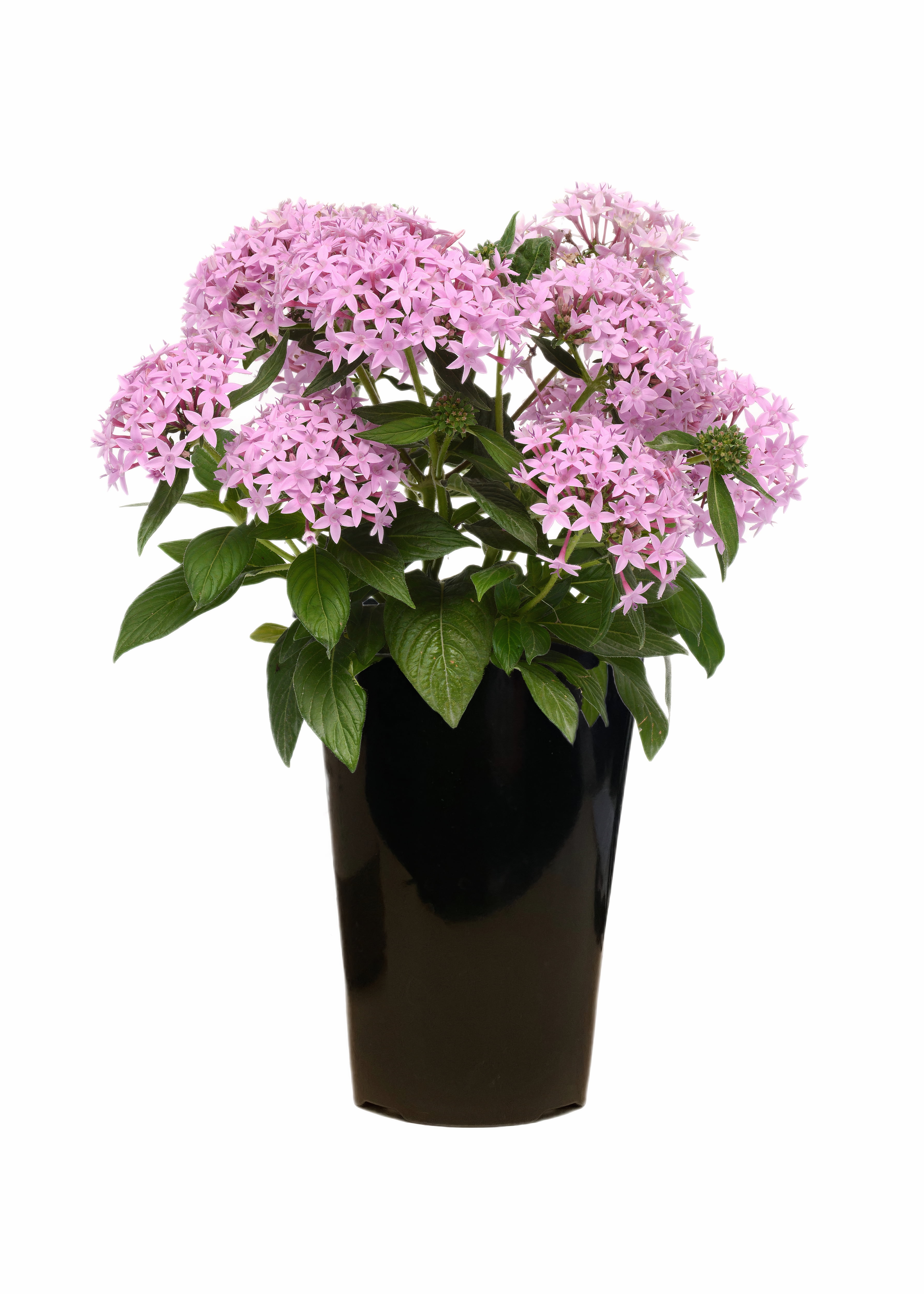 Expert Gardener 12" Pentas Purple Live Plants in 4" Grower Pots (2 ...