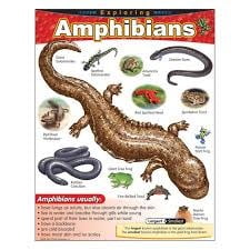 Exploring Amphibians Learning Chart 17x22 [T38182] - Walmart.com