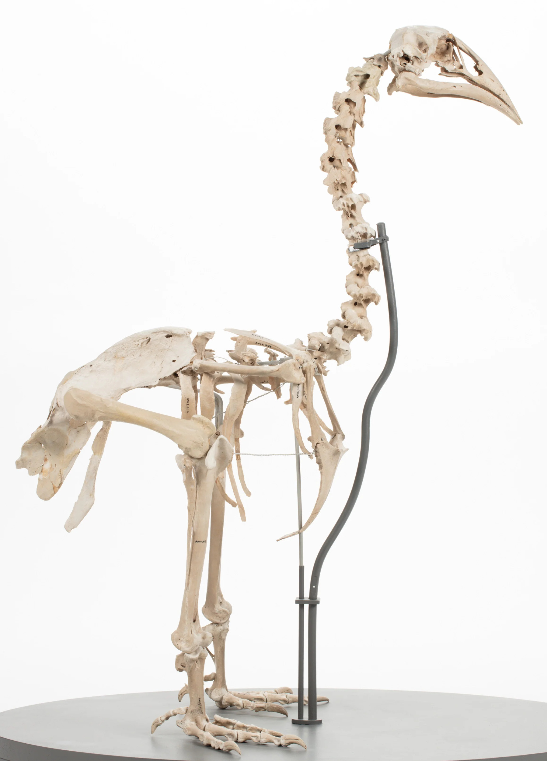 EXTINCT ADZEBILL BIRD SKELETON GLOSSY POSTER PICTURE PHOTO PRINT BANNER ...