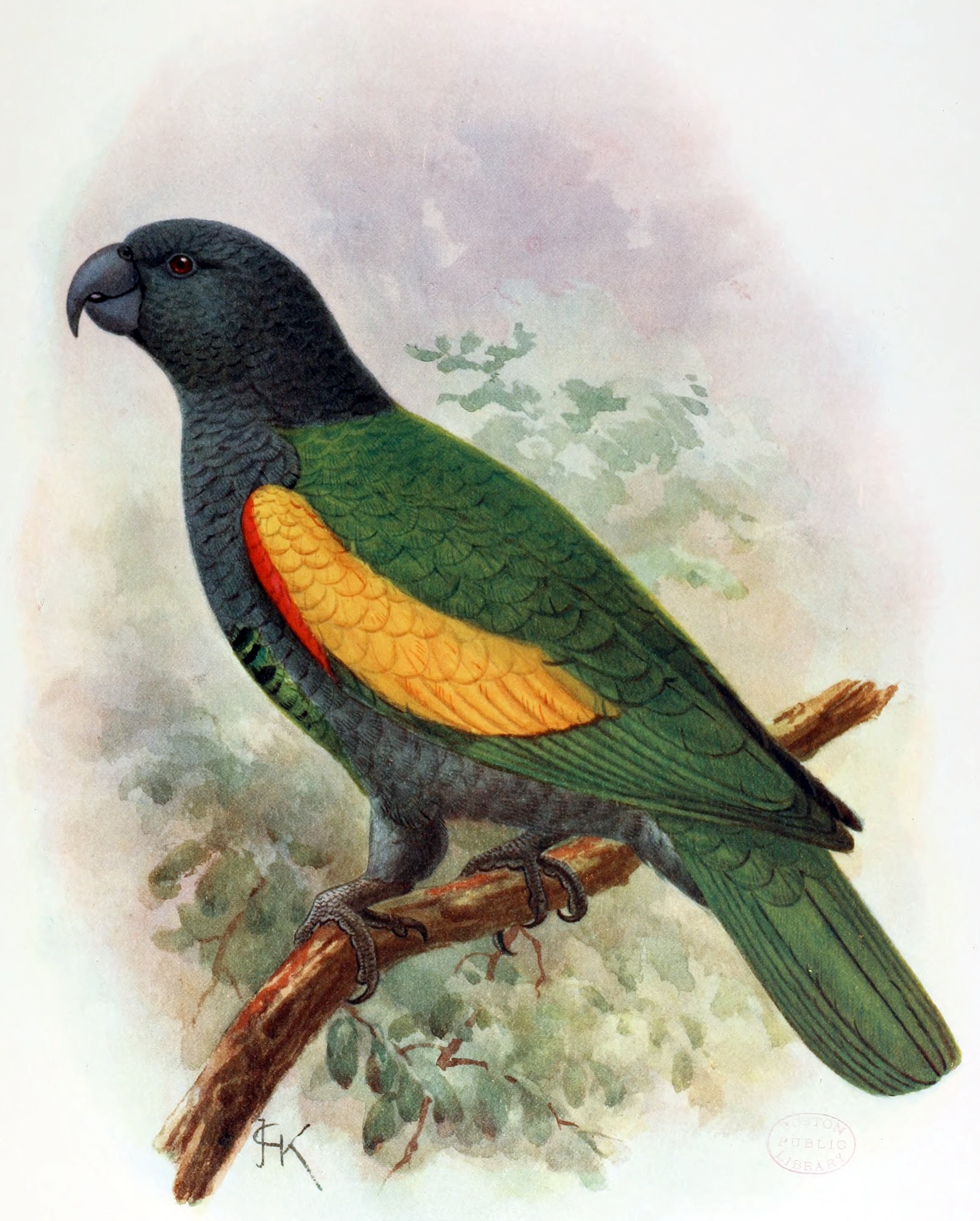 Extinct Amazonian Guadeloupe Bird Glossy Poster Picture Photo Print ...